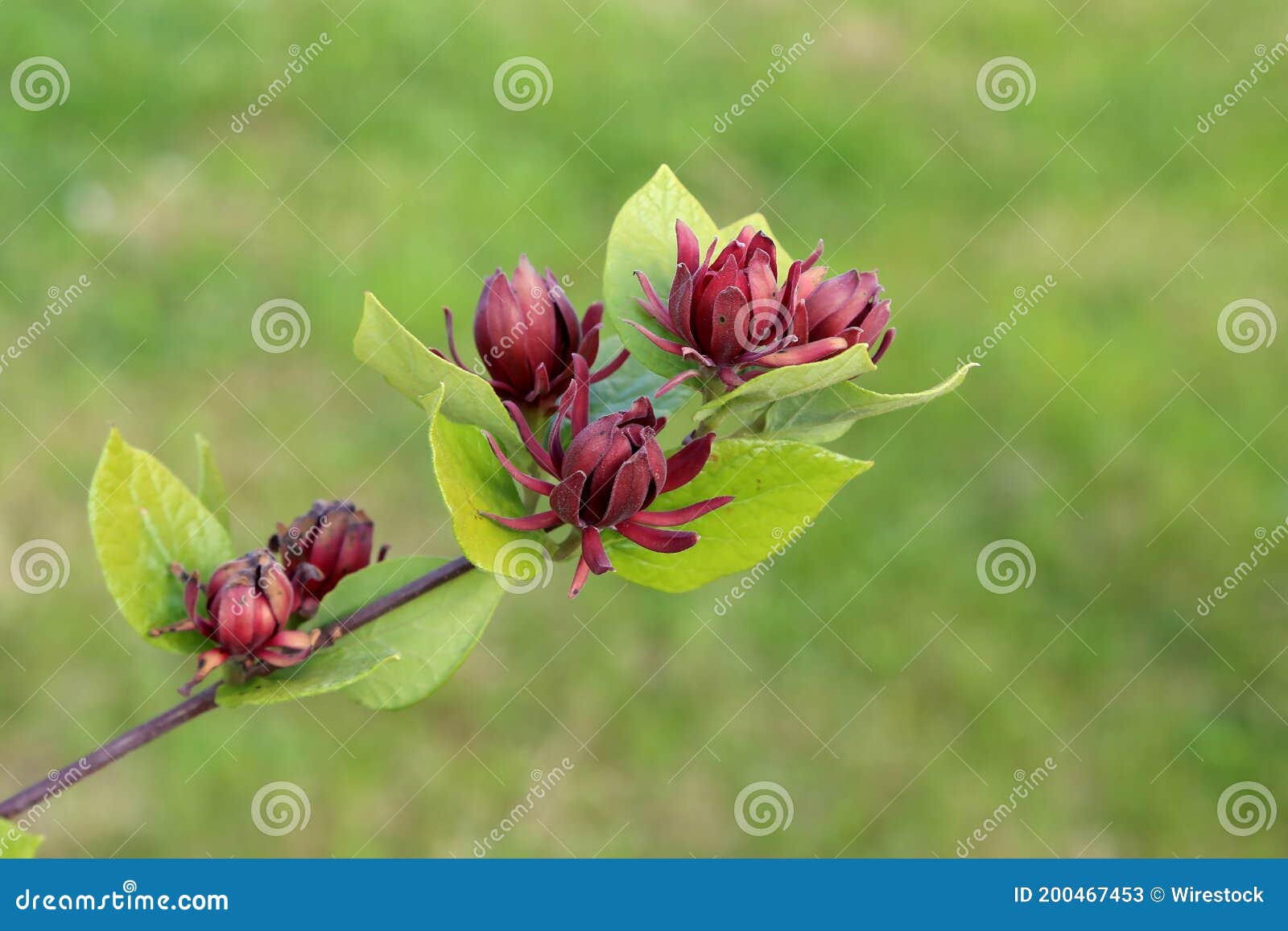 Closeup of an Eastern Sweetshrub Flower Stock Image - Image of flower ...