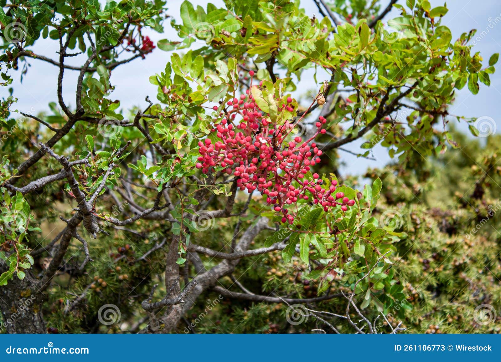 Closeup of Eastern Turpentine Tree with Green Leaves in Sunlight Stock ...