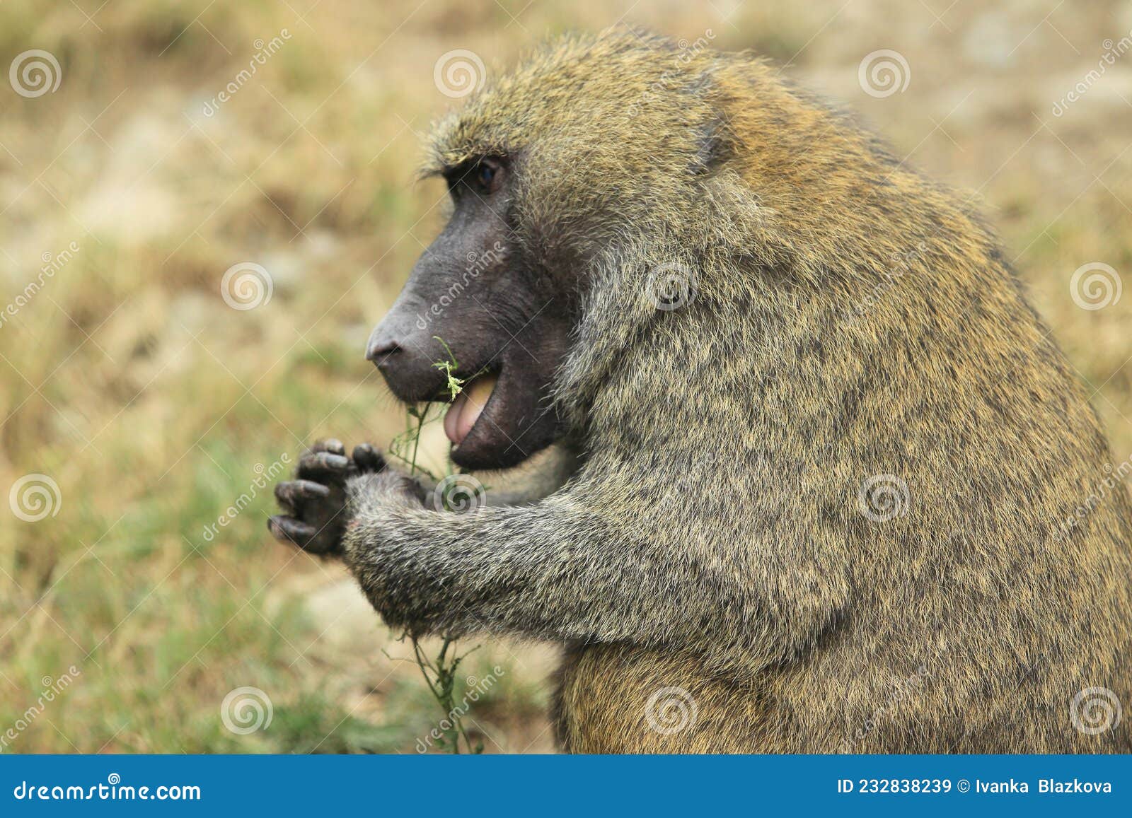 Eating olive baboon stock image. Image of grass, baboon - 232838239