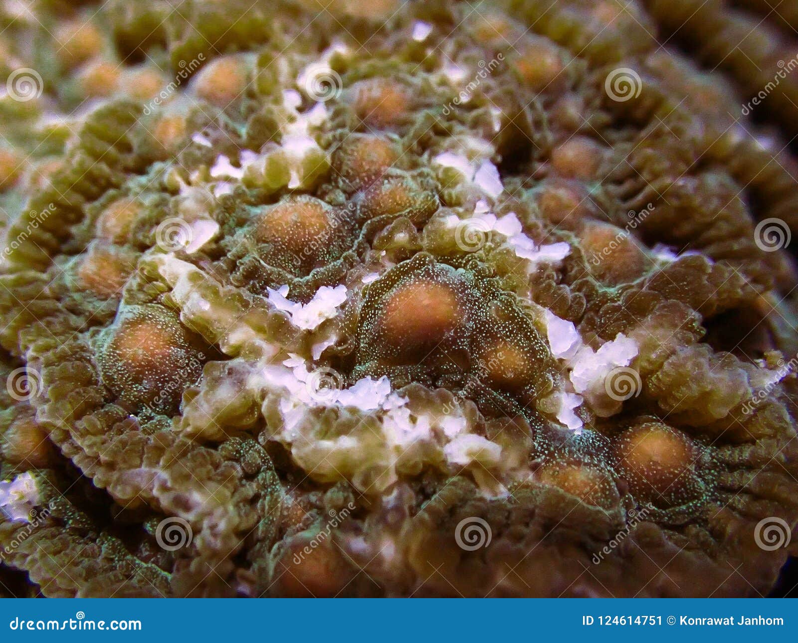 Closeup the Eggs of Coral when it Ready To Spawning Stock Image - Image ...