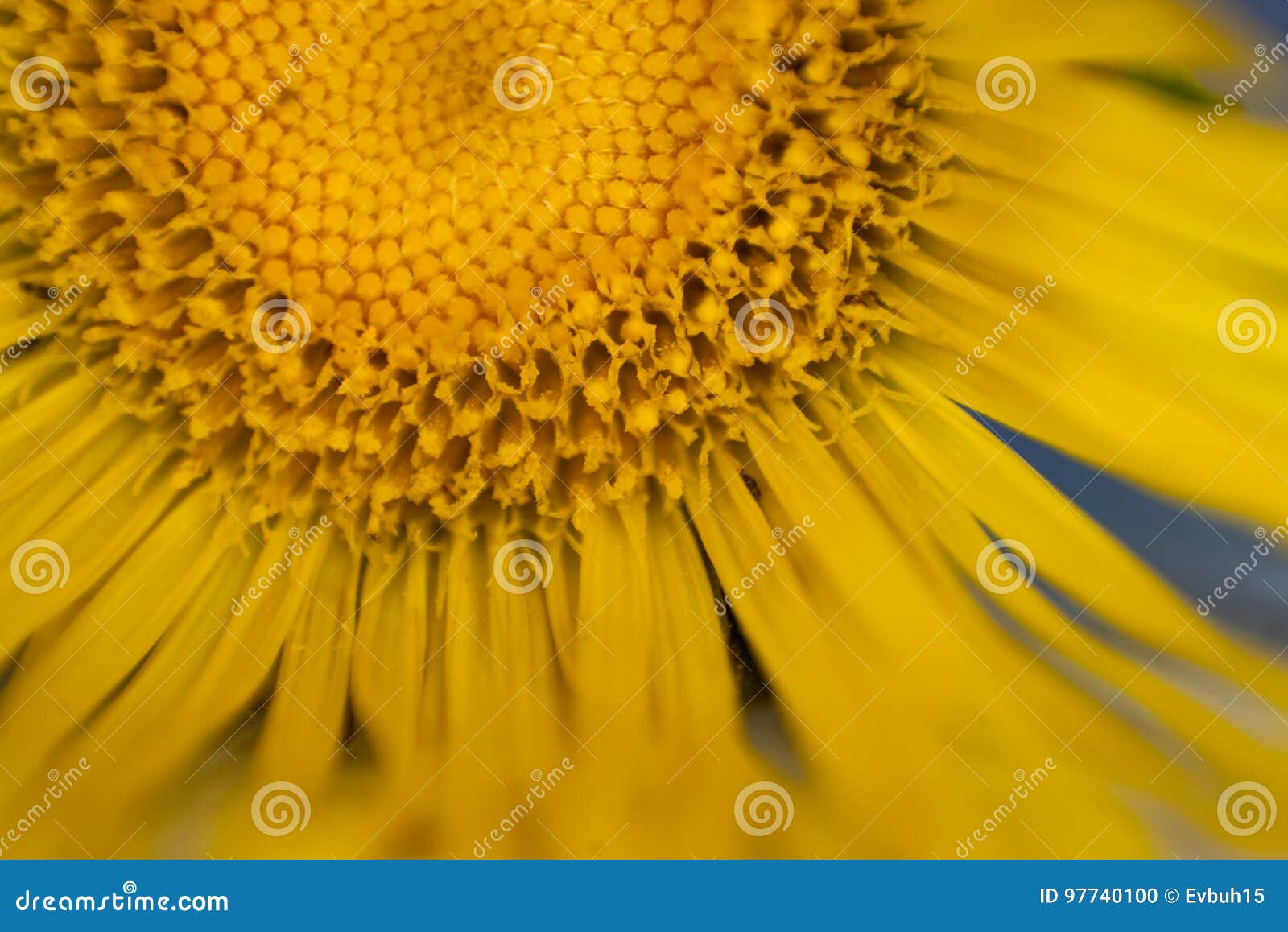 Nard Flower Stock Photos - Download 115 Royalty Free Photos