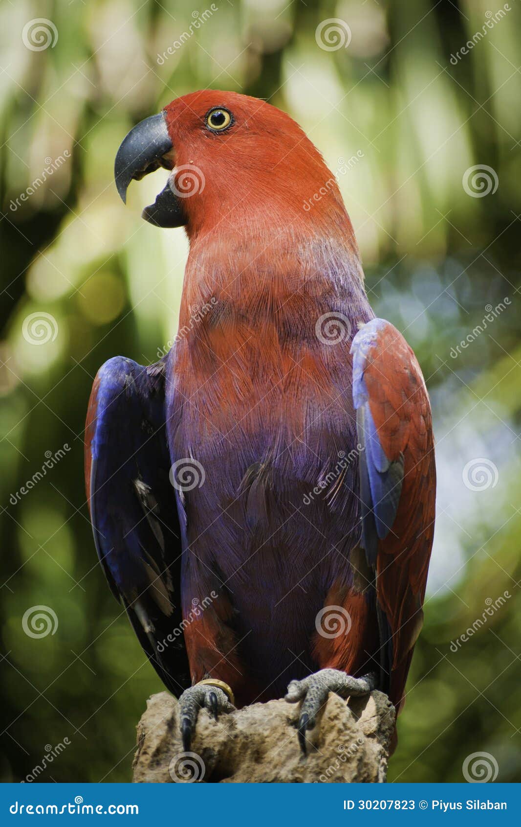 Electus Parrots stock image. Image of animals, heat, indigenous - 30207823