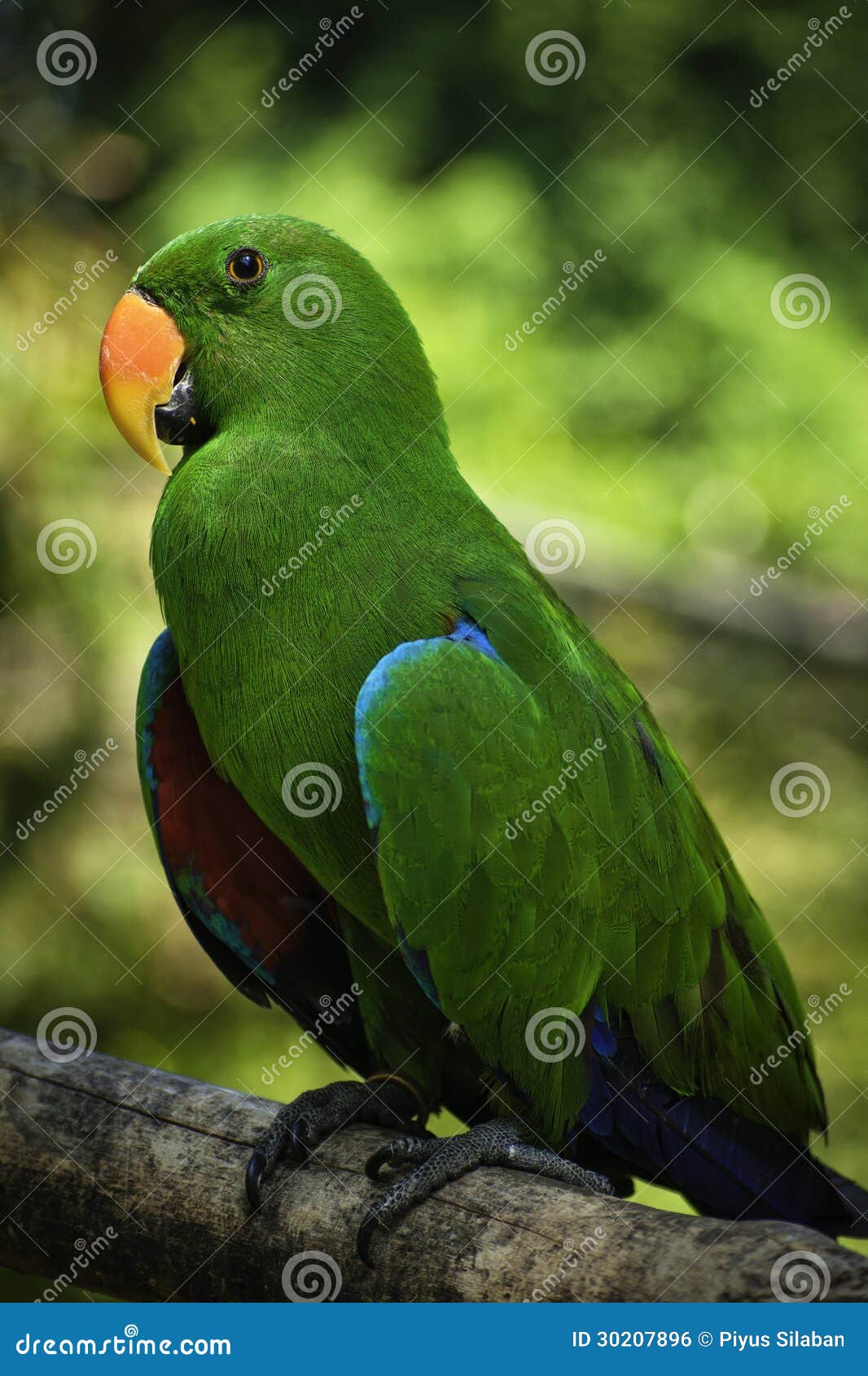 Electus Parrots stock photo. Image of four, lifestyles - 30207896