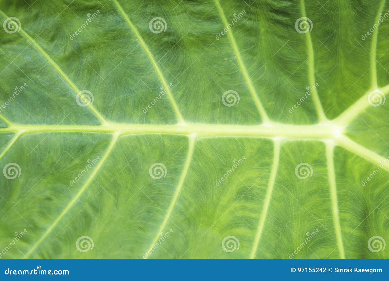 Closeup Elephant Ear Leaf Texture Stock Photo - Image of beautiful ...