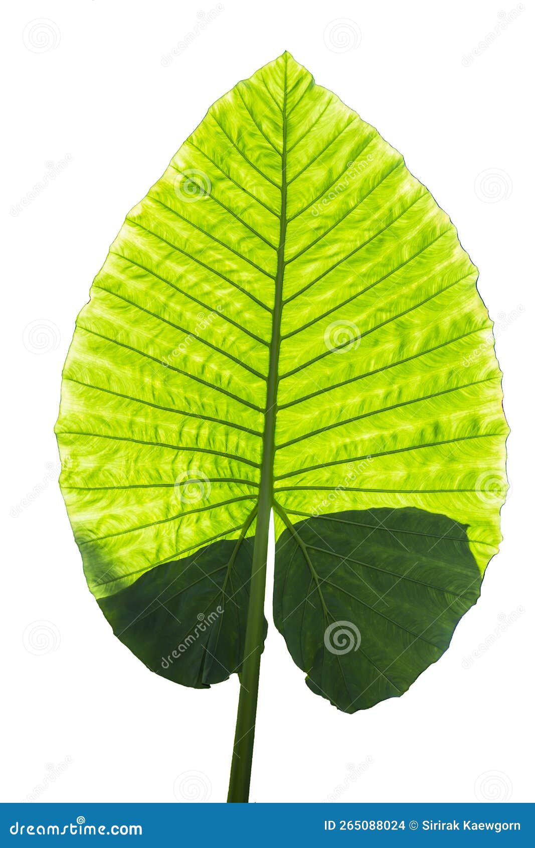 Closeup Elephant Ear Leaf Under the Sunlight on White Background Stock ...