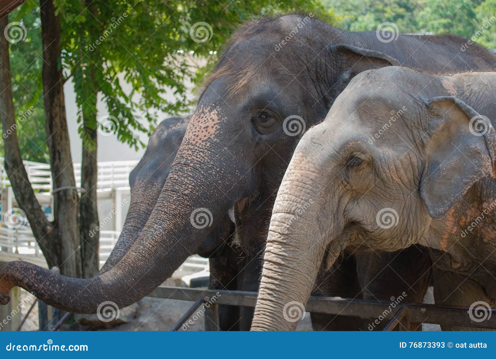 Closeup Of An Elephant Seal Napping And Making A Funny Face On The ...