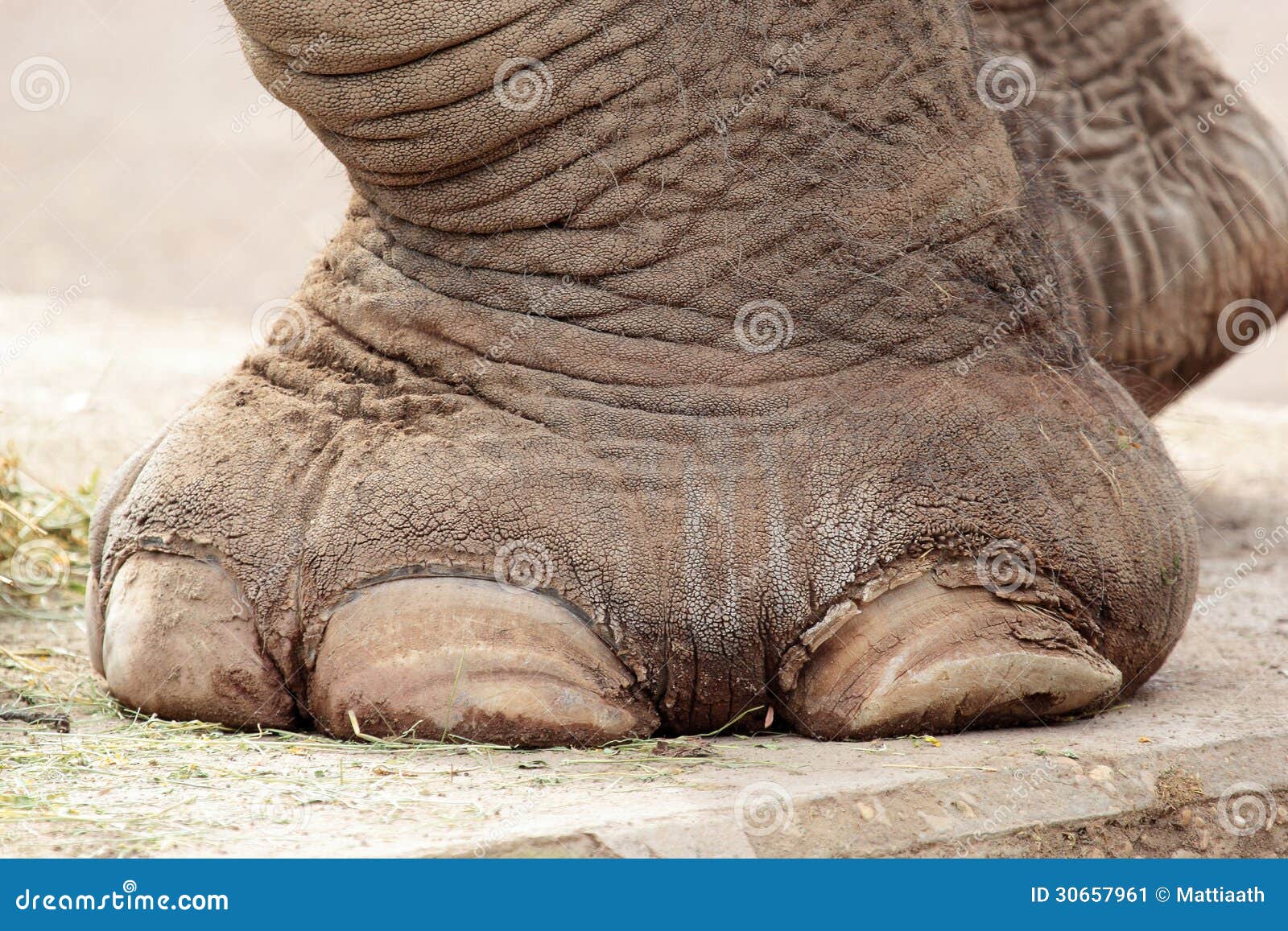 Closeup of elephant foot stock image. Image of foot, maximus - 30657961