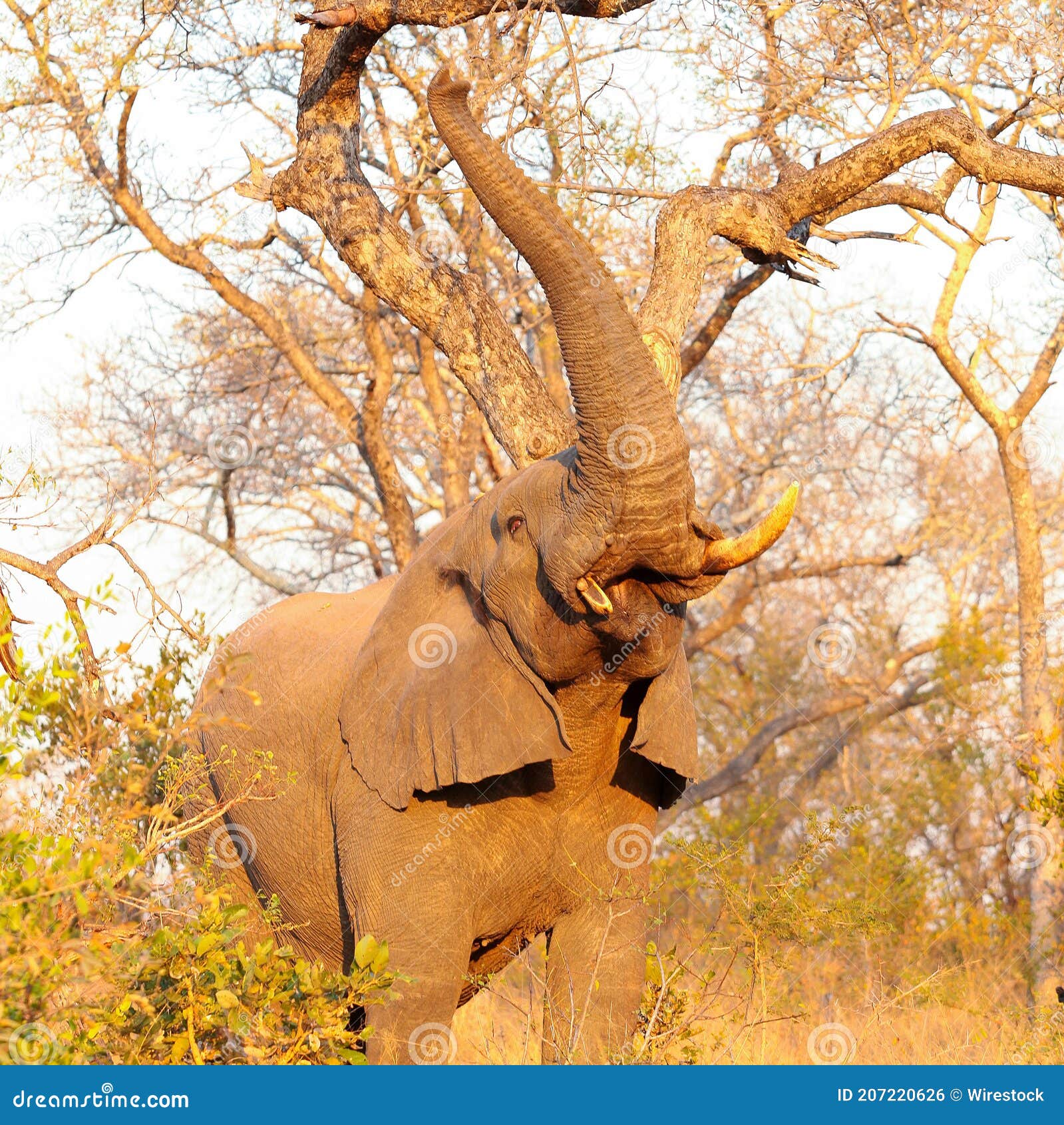 Closeup of an Elephant Roaring in a Meadow Under the Sunlight Stock ...