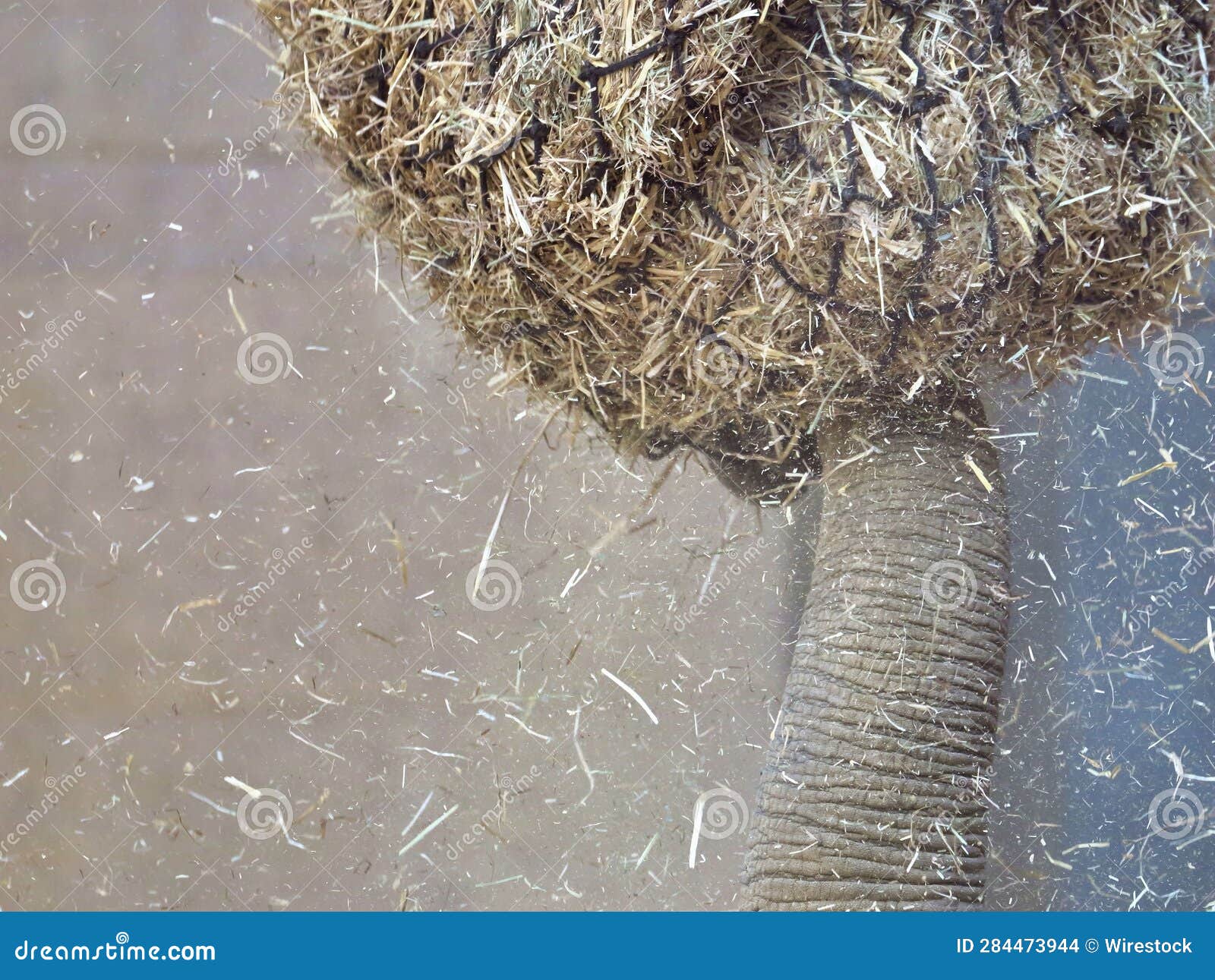 Closeup of an Elephant Trunk in a Pile of Hay Stock Photo - Image of ...