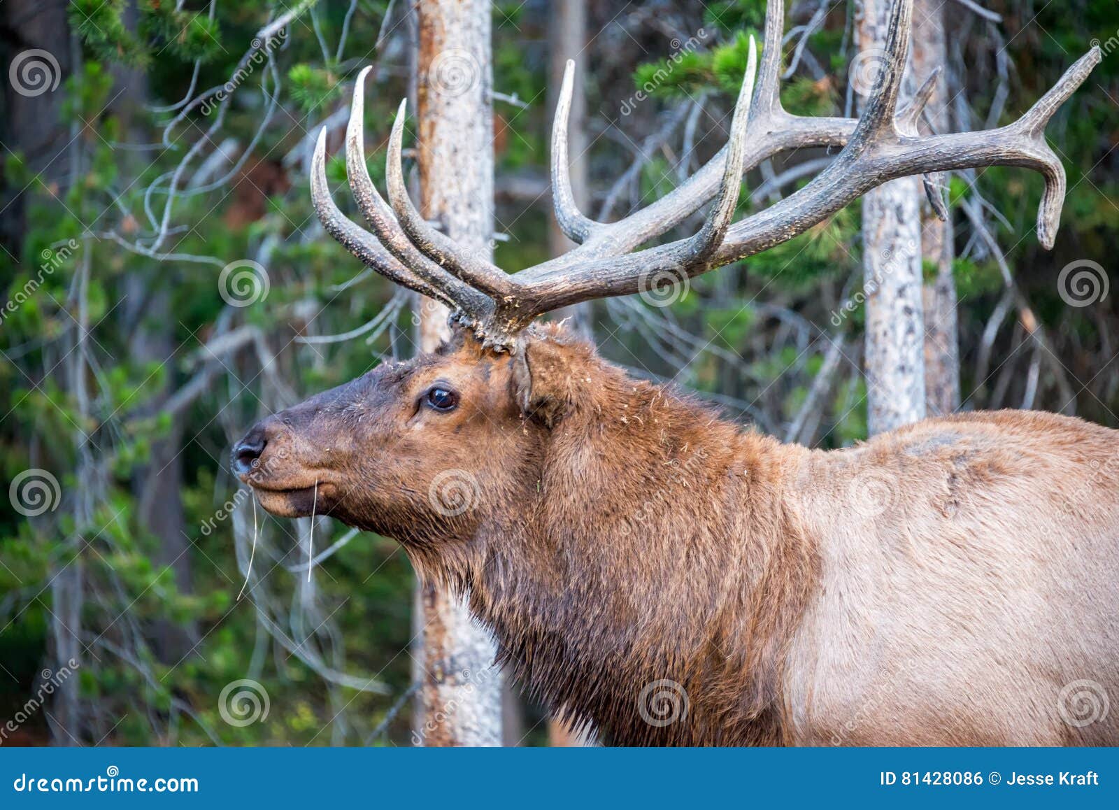 Closeup of an Elk stock photo. Image of majestic, wild - 81428086