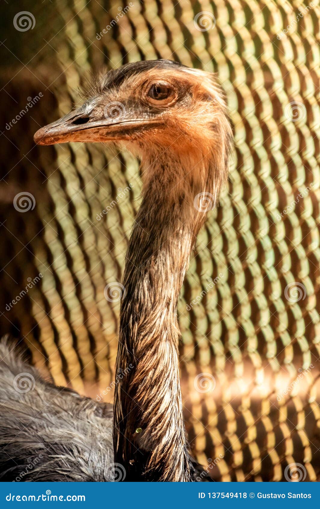 Closeup of an Ema stock photo. Image of wildlife, fence - 137549418