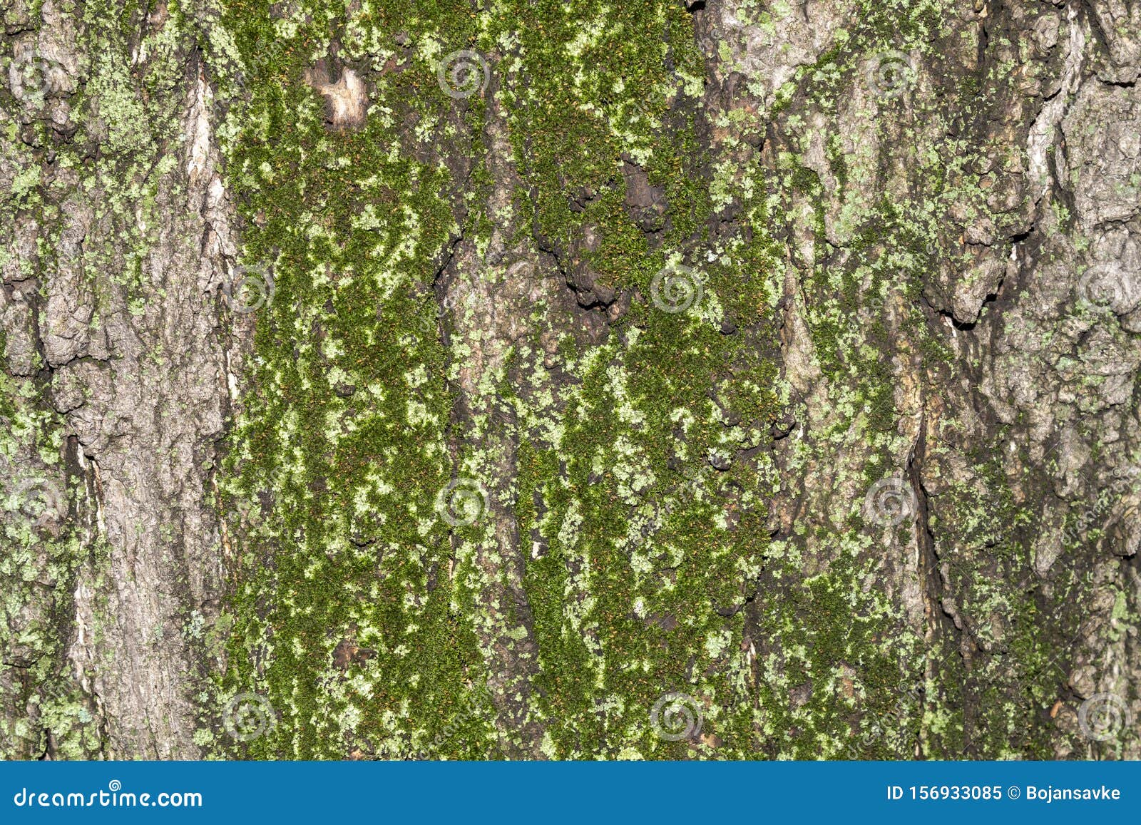 Closeup Embossed Tree Bark with Moss Texture for Background or Overlay Stock Image - Image of ...