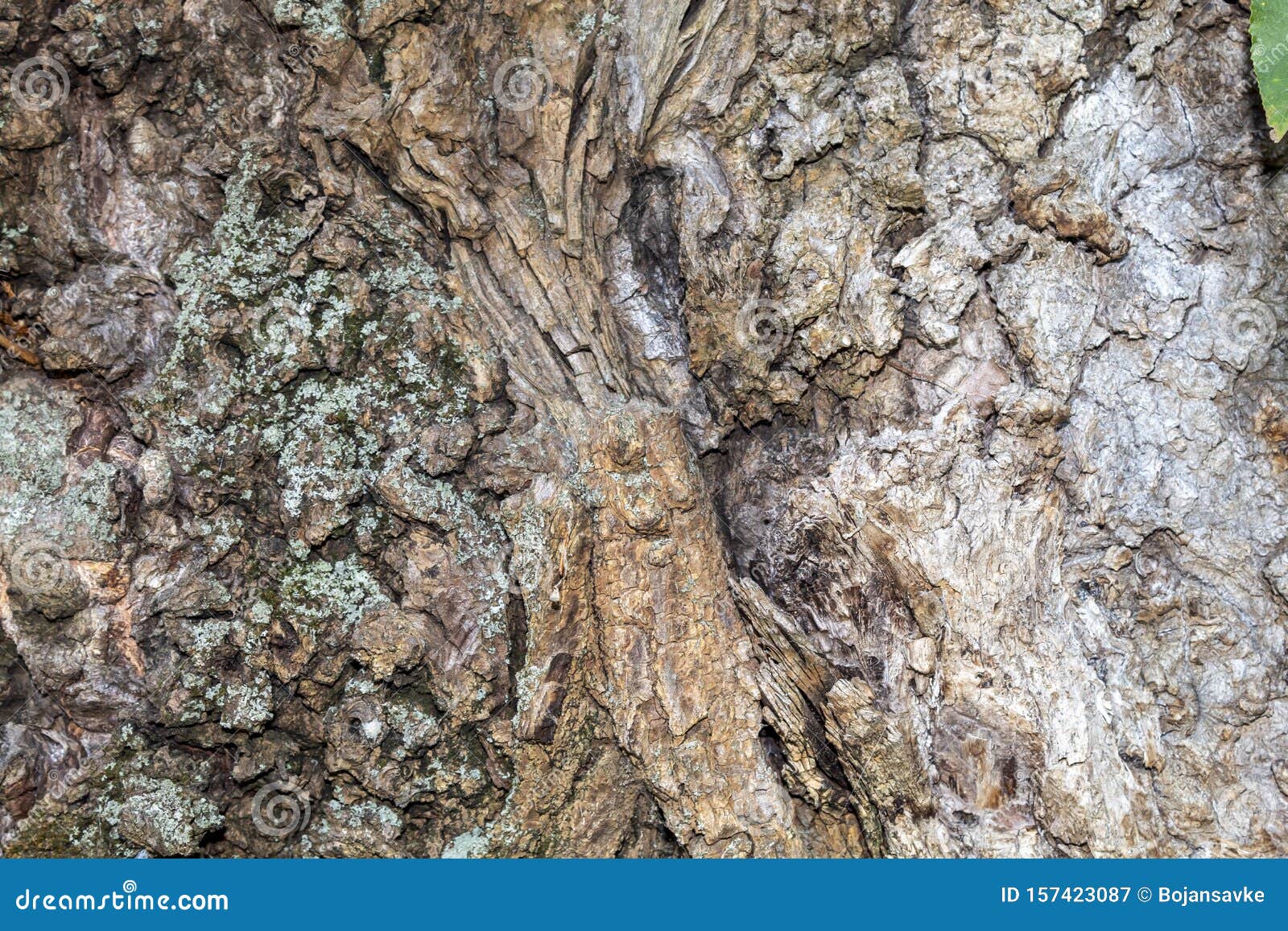 Closeup Embossed Tree Bark Texture for Background or Overlay Stock ...