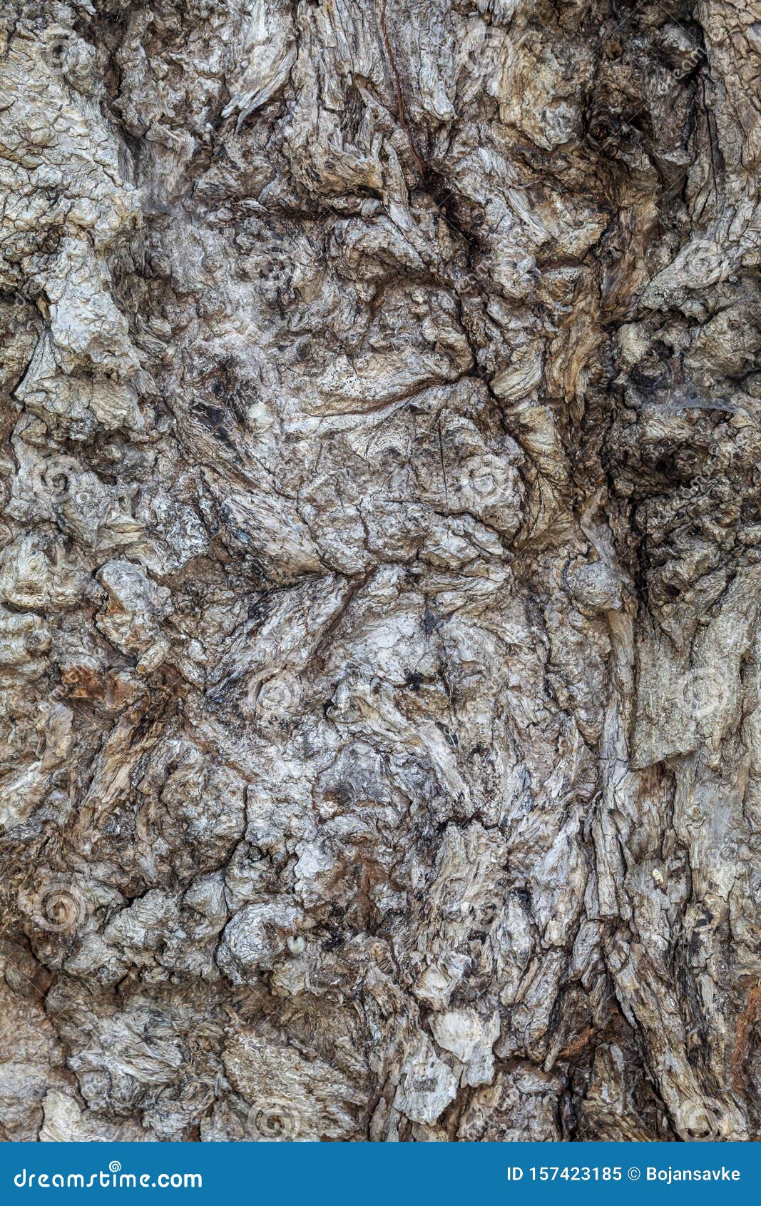Closeup Embossed Tree Bark Texture for Background or Overlay Stock ...