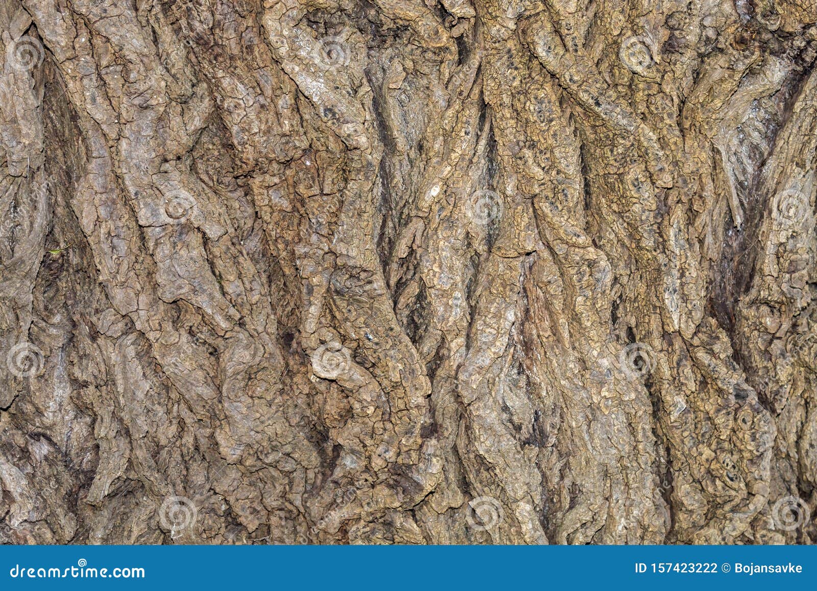 Closeup Embossed Tree Bark Texture for Background or Overlay Stock ...