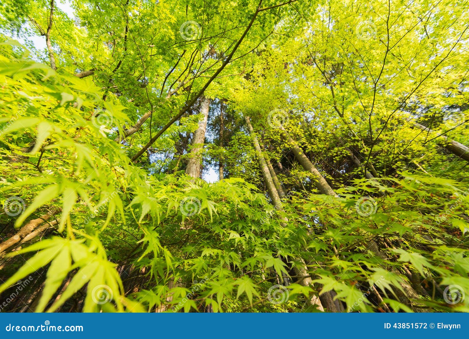 Closeup Emerald Green Maple Trees. Stock Photo - Image of environment ...