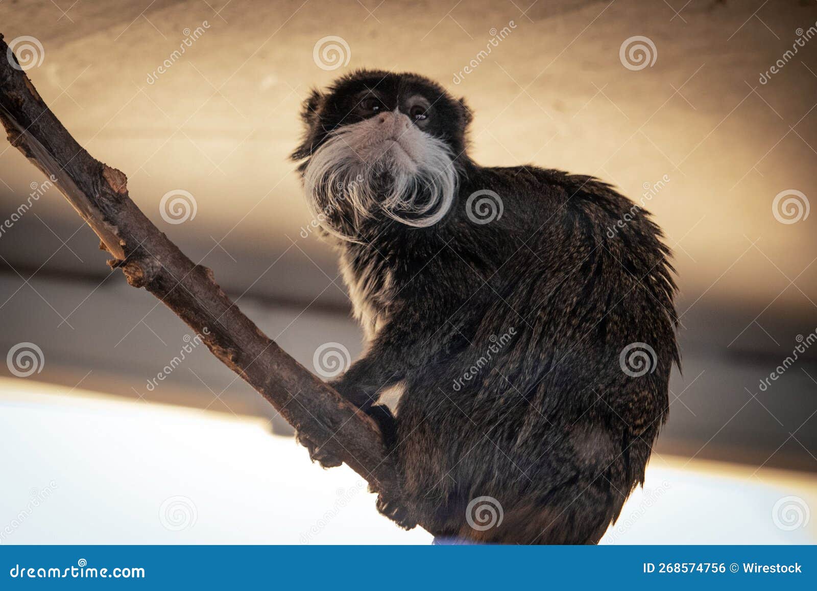 Closeup of an Emperor Tamarin on a Branch Stock Photo - Image of branch ...