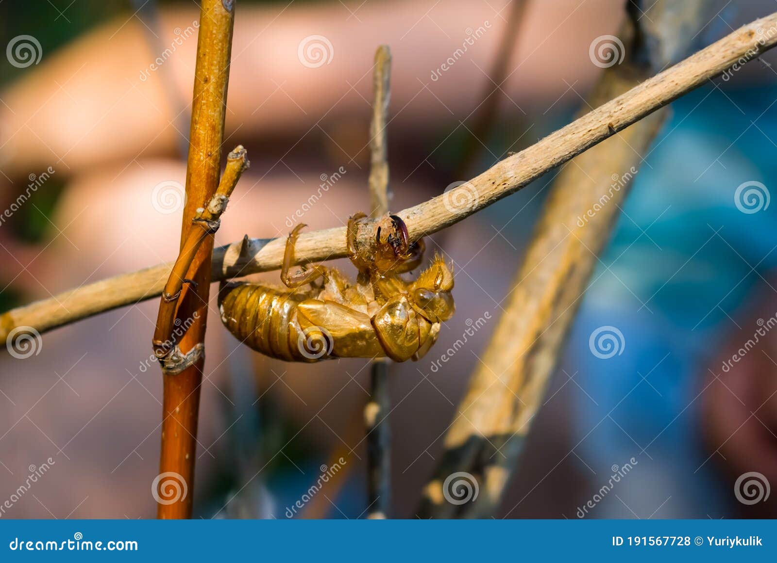 Empty Cicada Insect Exoskeleton On Wooden Fence Stock Image ...