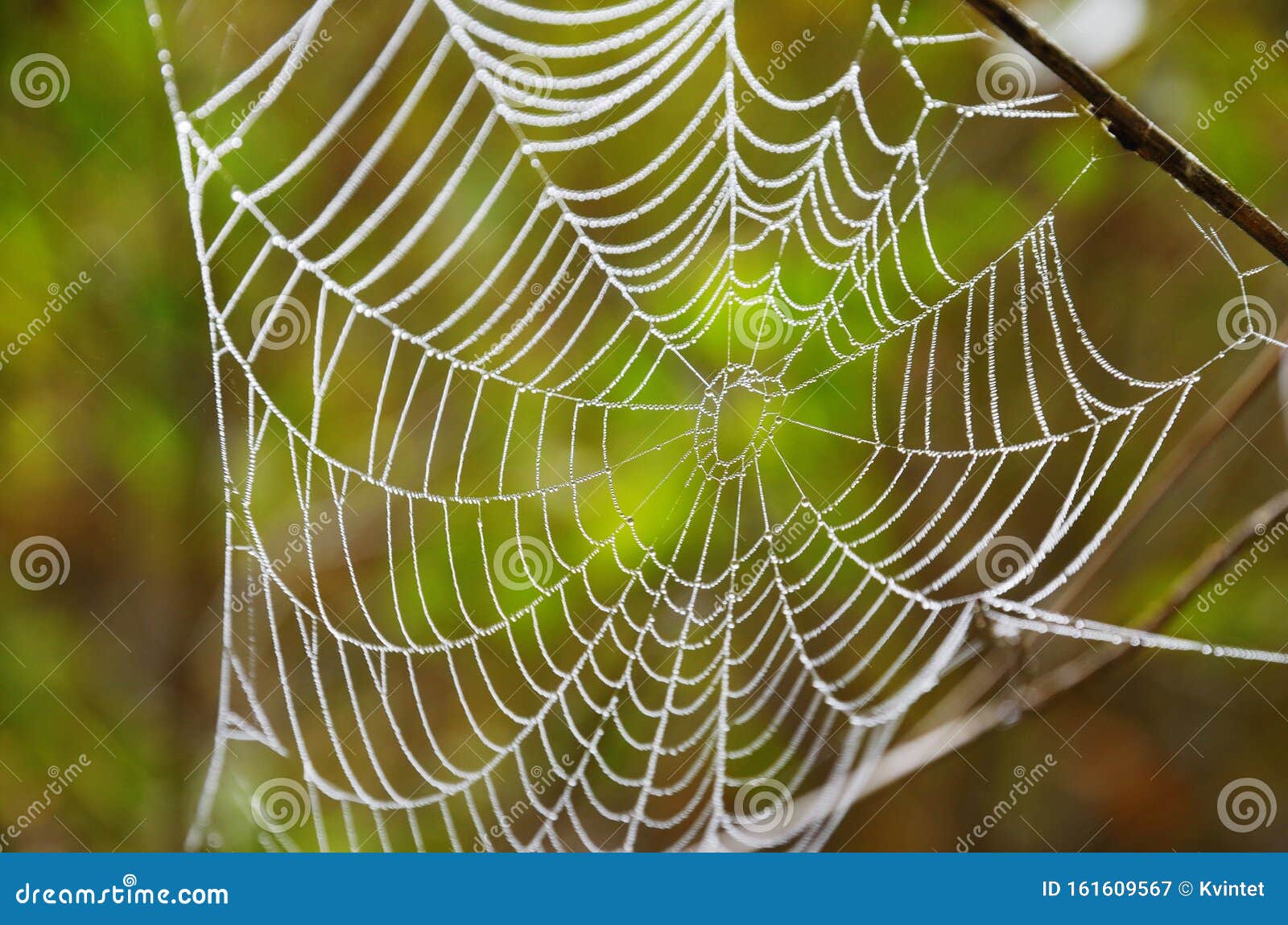 Empty Cobweb with Dew in Fall. Stock Image - Image of brown, abstract ...