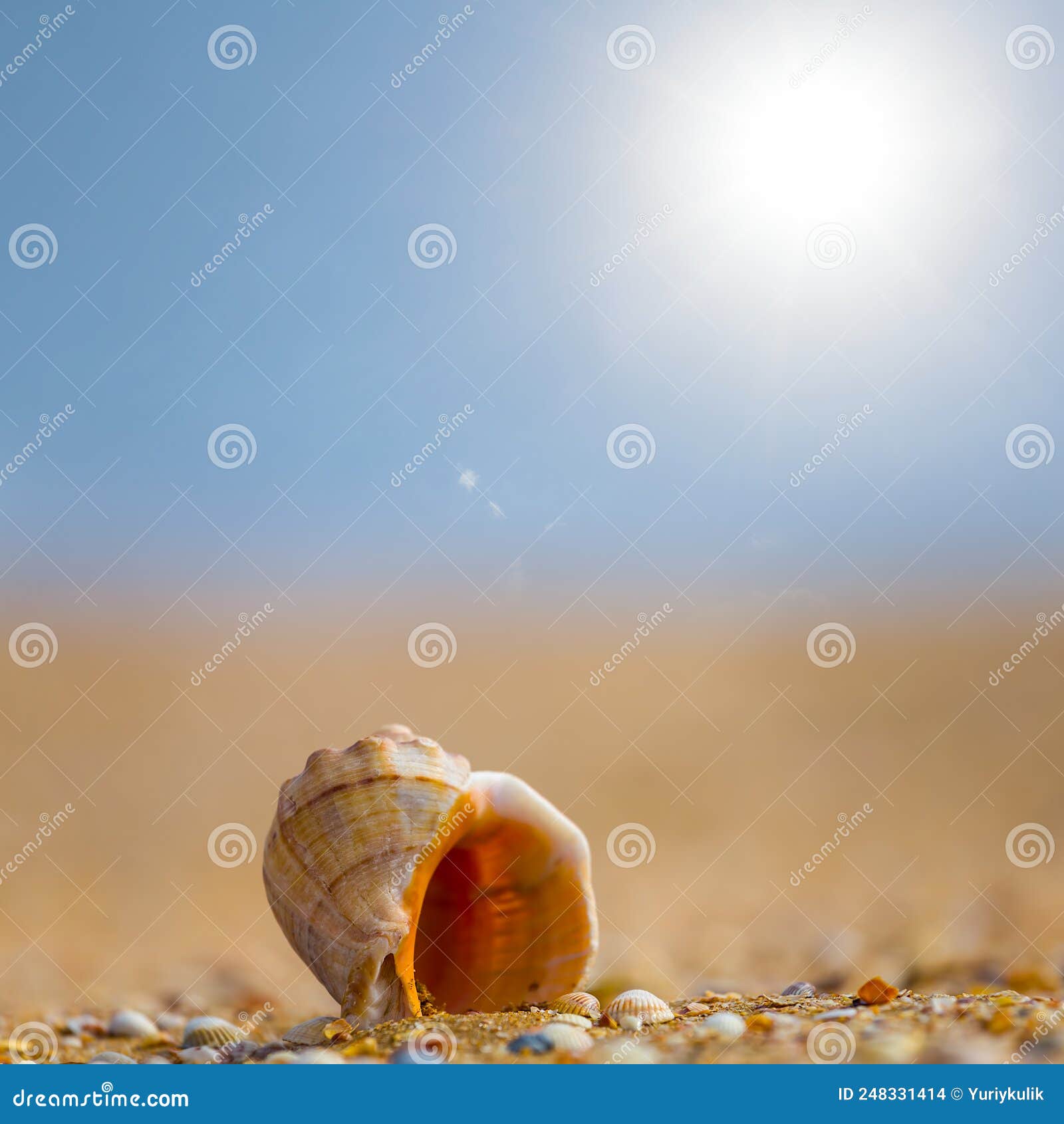 Empty Marine Shell Lie on Sandy Sea Beach in Light of Sparkle Sun Stock ...
