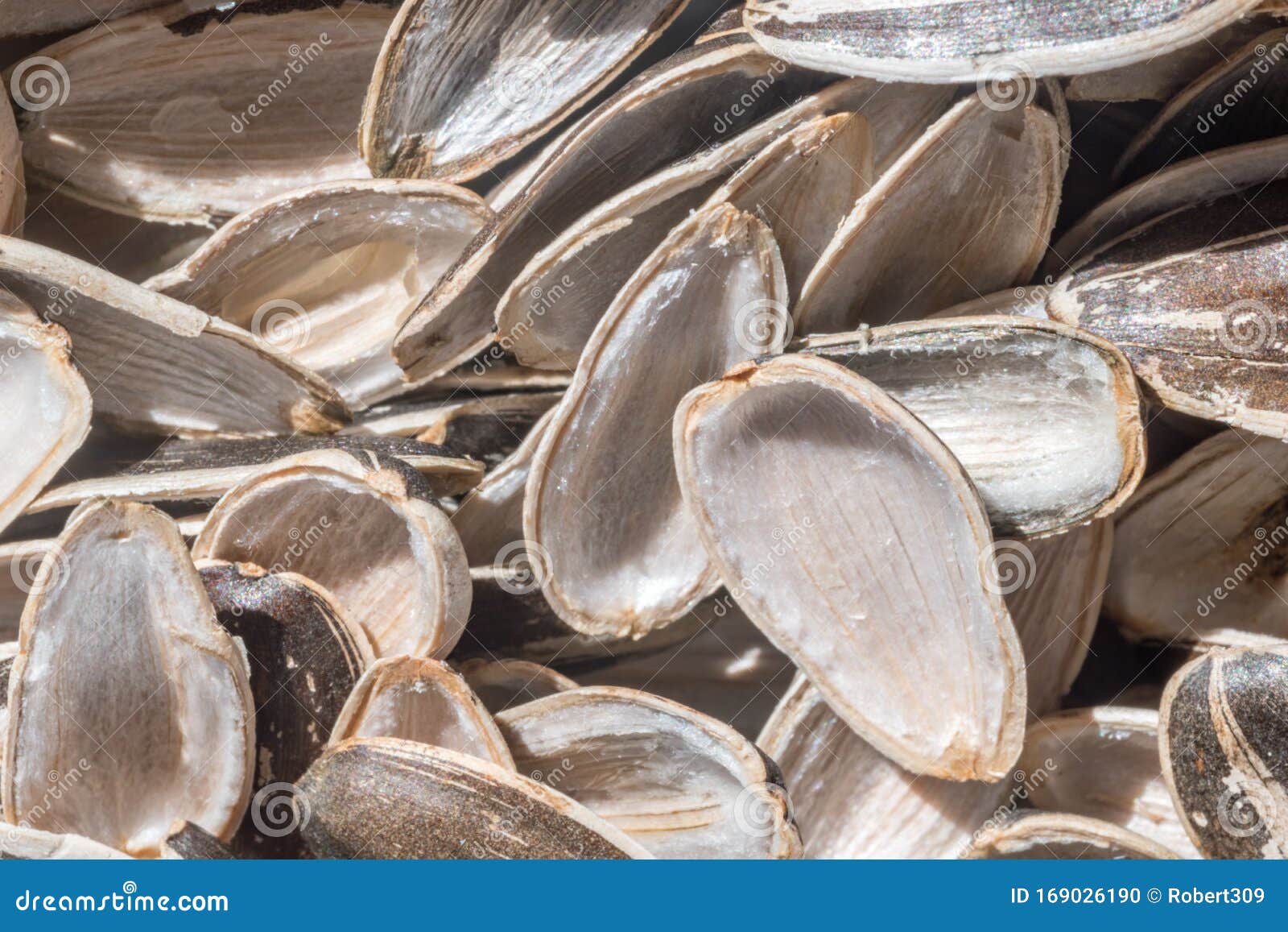 Closeup of Empty Shells of Sunflower Seeds Stock Photo - Image of black ...