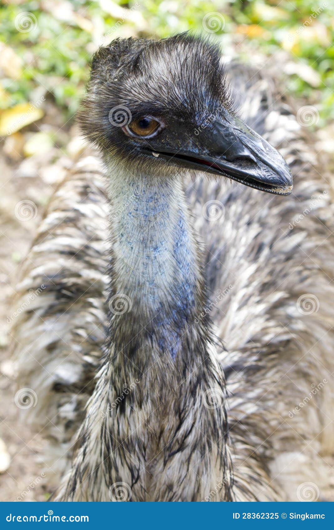 Closeup Emu eye stock image. Image of neck, wildlife - 28362325