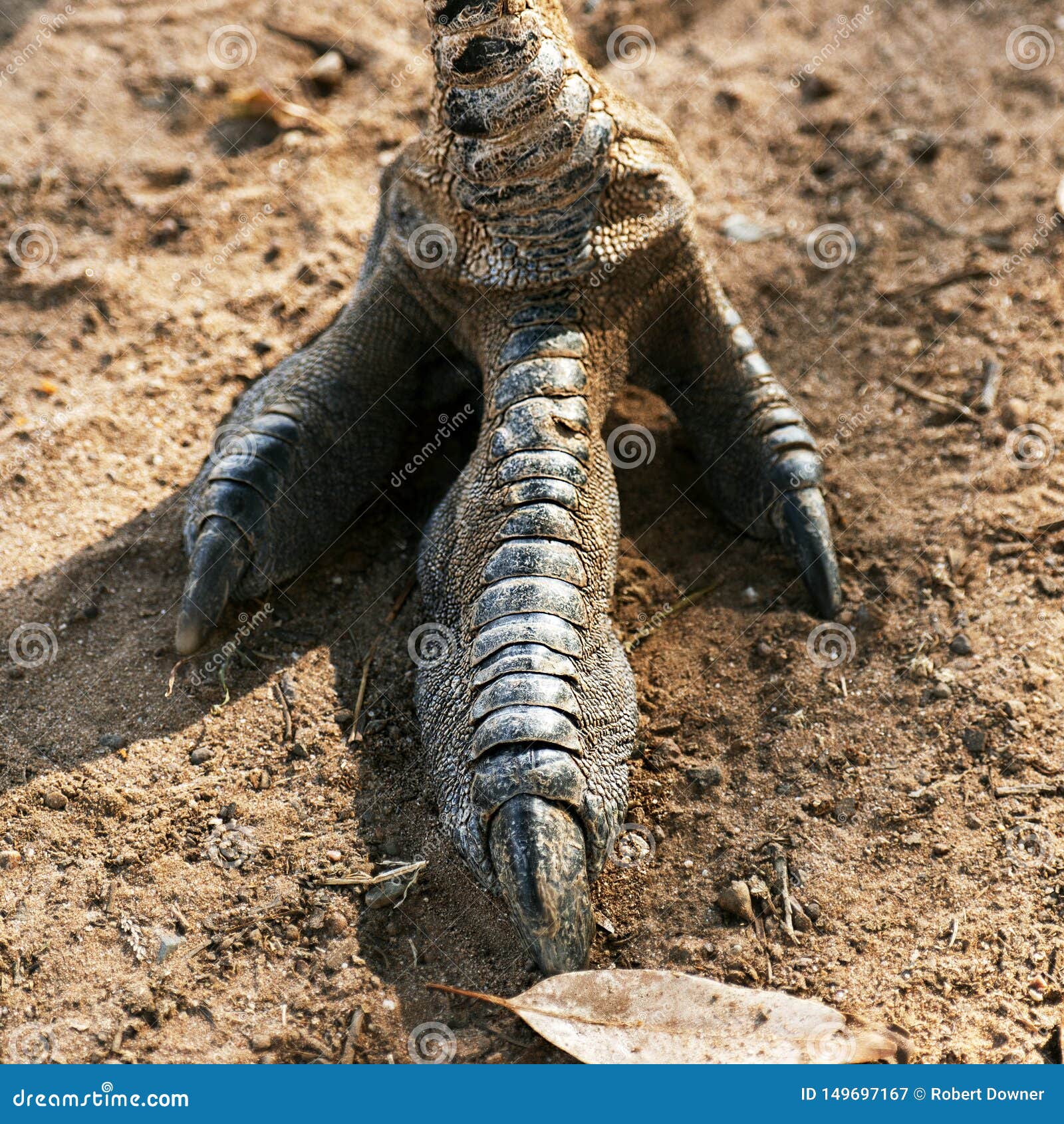 Closeup of an Emu foot stock image. Image of wild, animal - 149697167