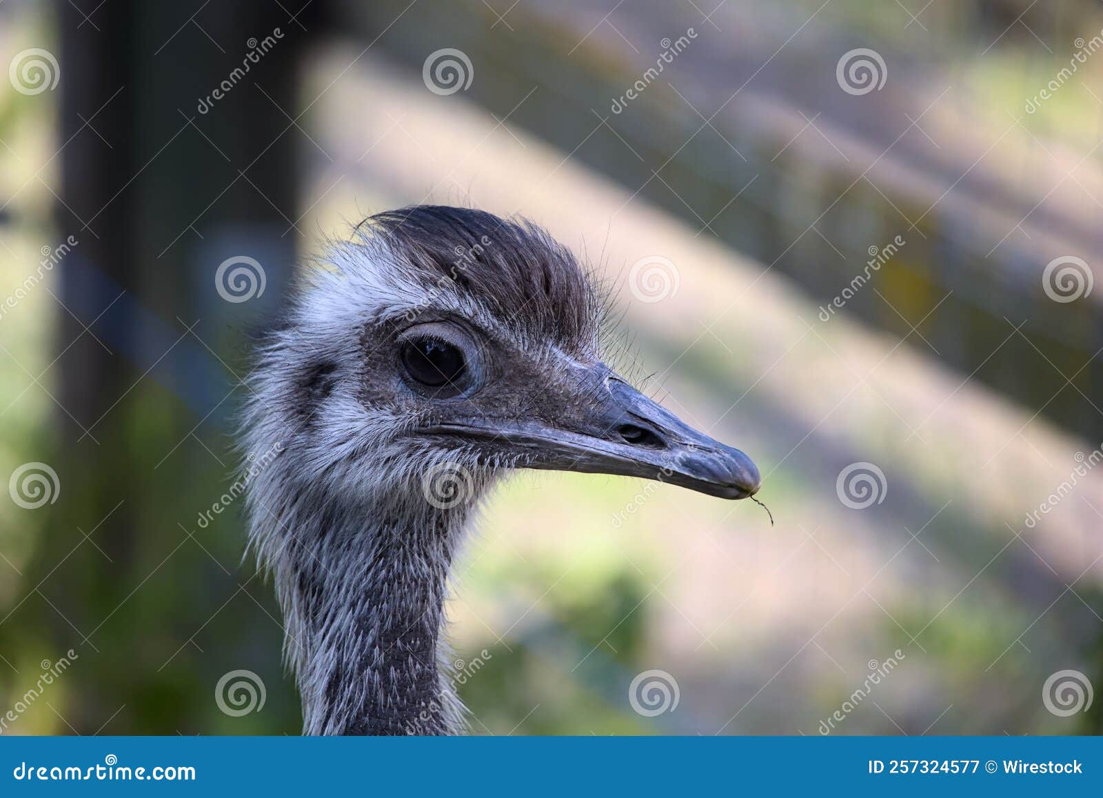Closeup of an Emu Head Captured from the Side Stock Image - Image of ...