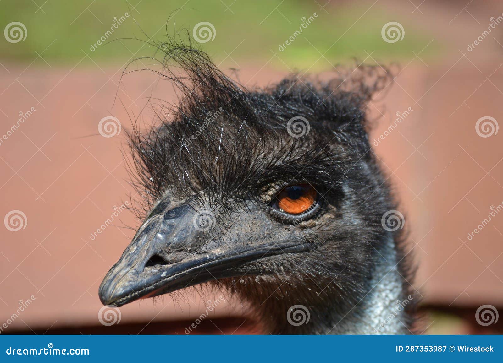 Closeup of an emu ostrich stock image. Image of neck - 287353987