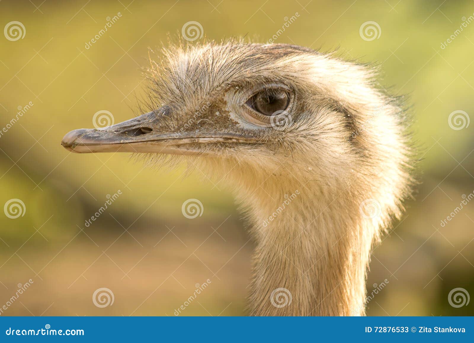 Closeup emu portrait stock image. Image of wildlife, detail - 72876533