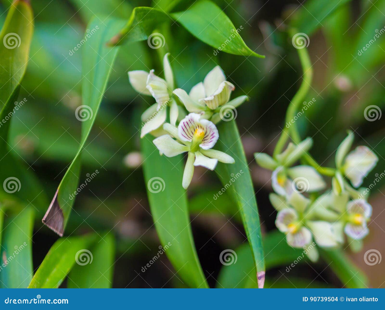 Closeup of Encyclia Radiata Orchid Flower Stock Photo - Image of ...
