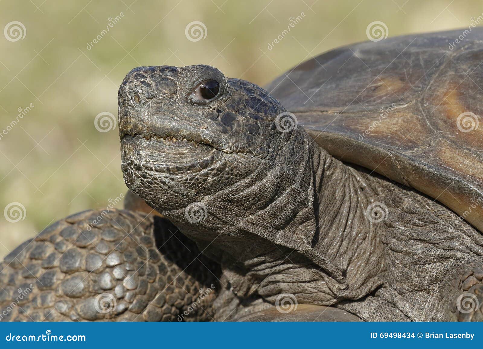 Closeup of an Endangered Gopher Tortoise Stock Photo - Image of ...