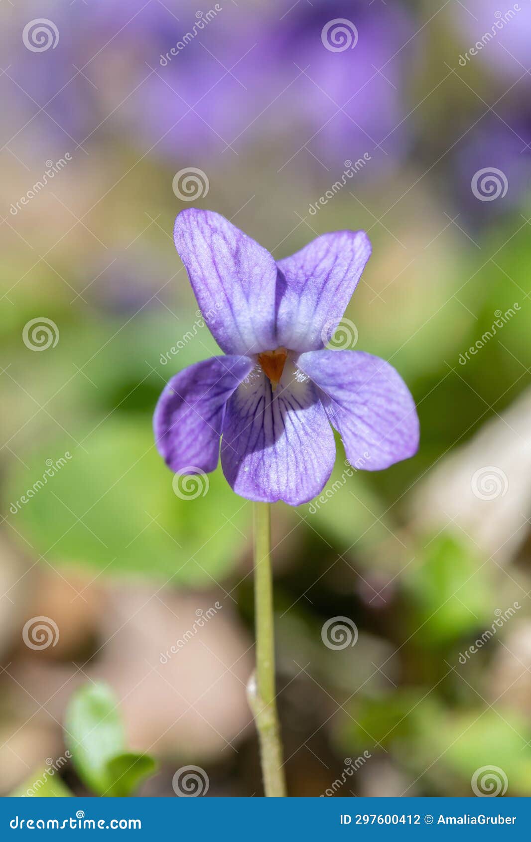 Violet Blossom (Genus Viola). Stock Photo - Image of sweet, violet ...