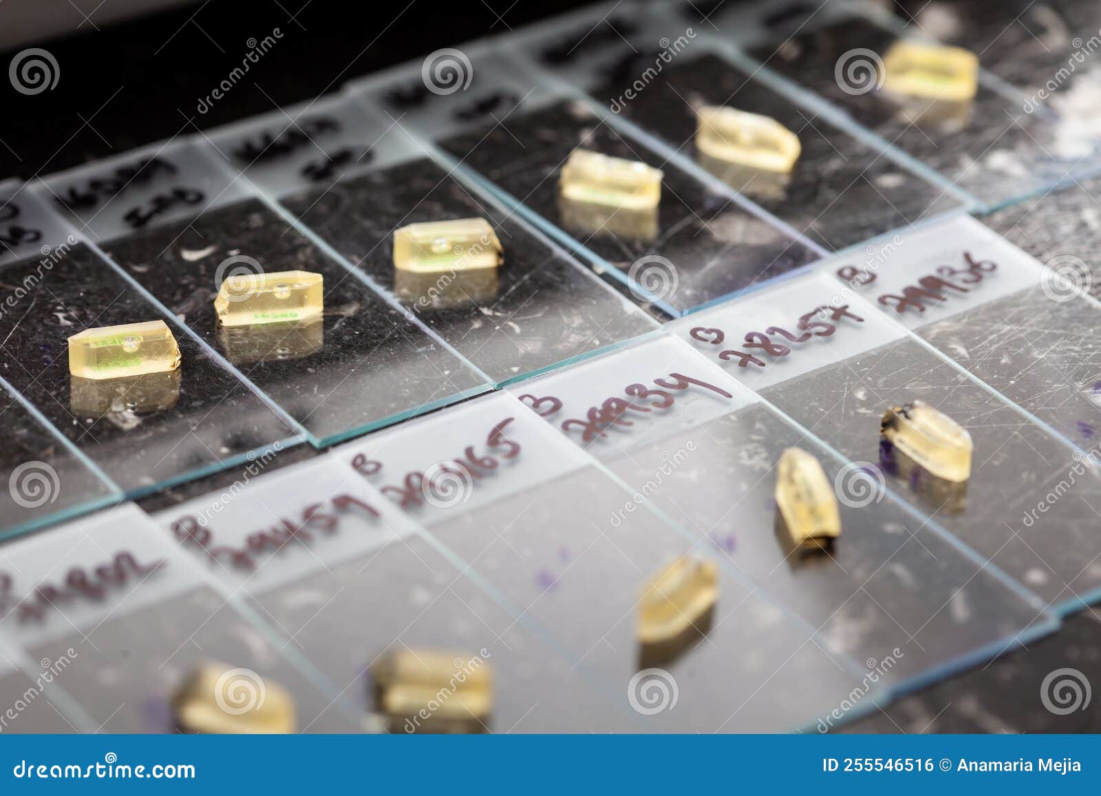 Closeup of Epoxy Embedded Tissue Samples Ready To Be Cut Using an ...