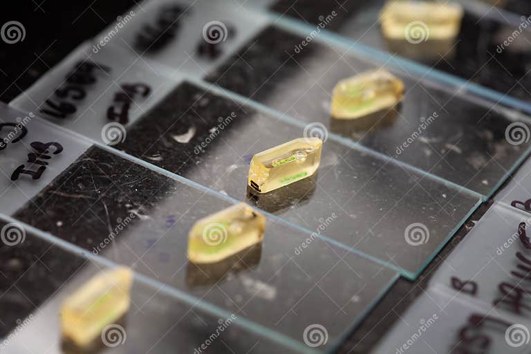 Closeup of Epoxy Embedded Tissue Samples Ready To Be Cut Using an ...