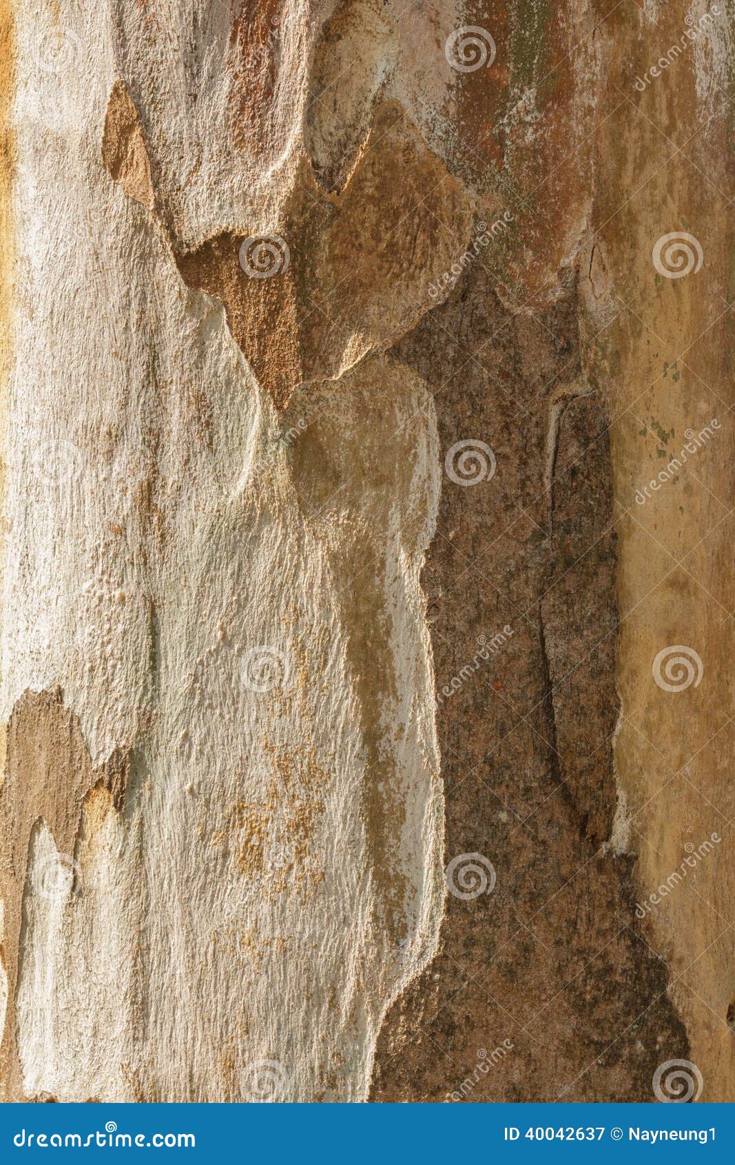Closeup Eucalyptus Tree Background Texture. Stock Image - Image of ...