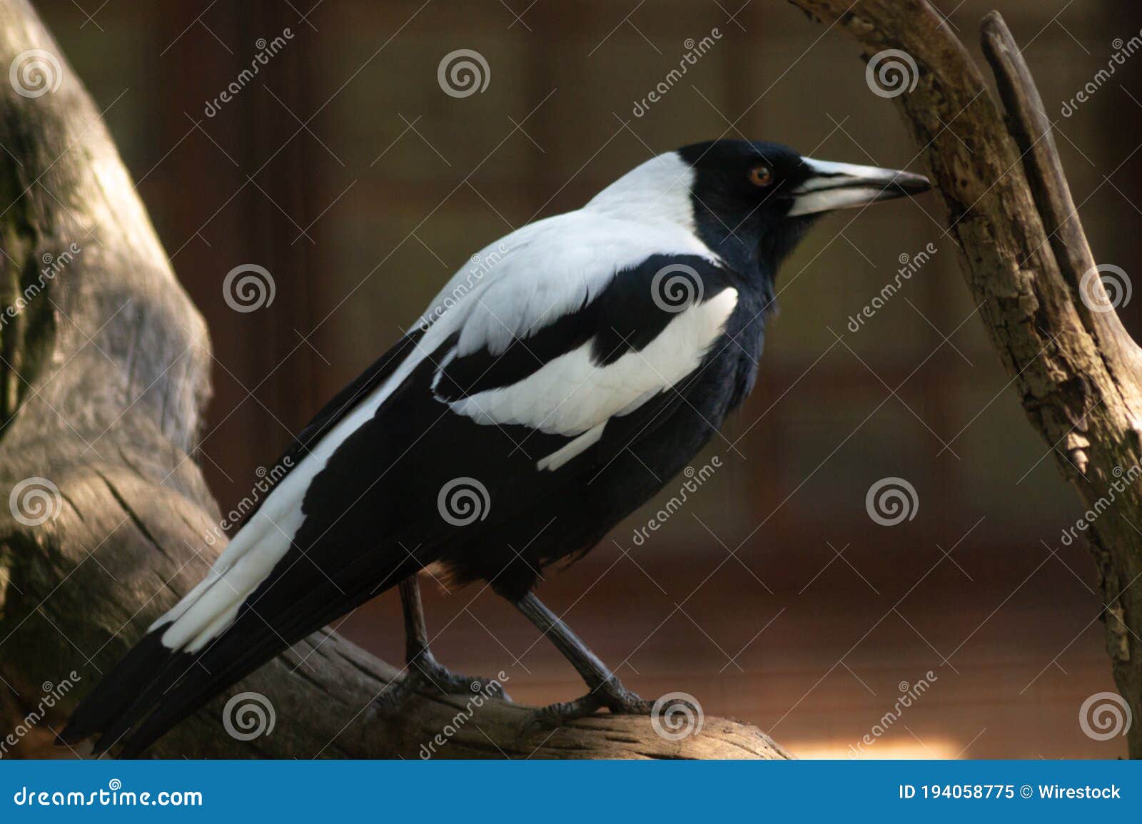 Closeup of a Eurasian Magpie Perching on a Branch in a Zoo Stock Image ...