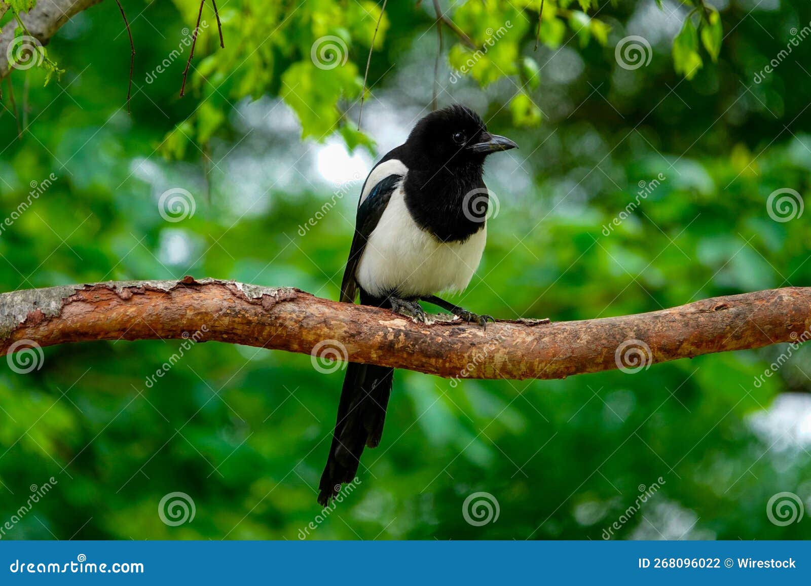 Closeup of an Eurasian Magpie on a Tree Branch Stock Photo - Image of ...