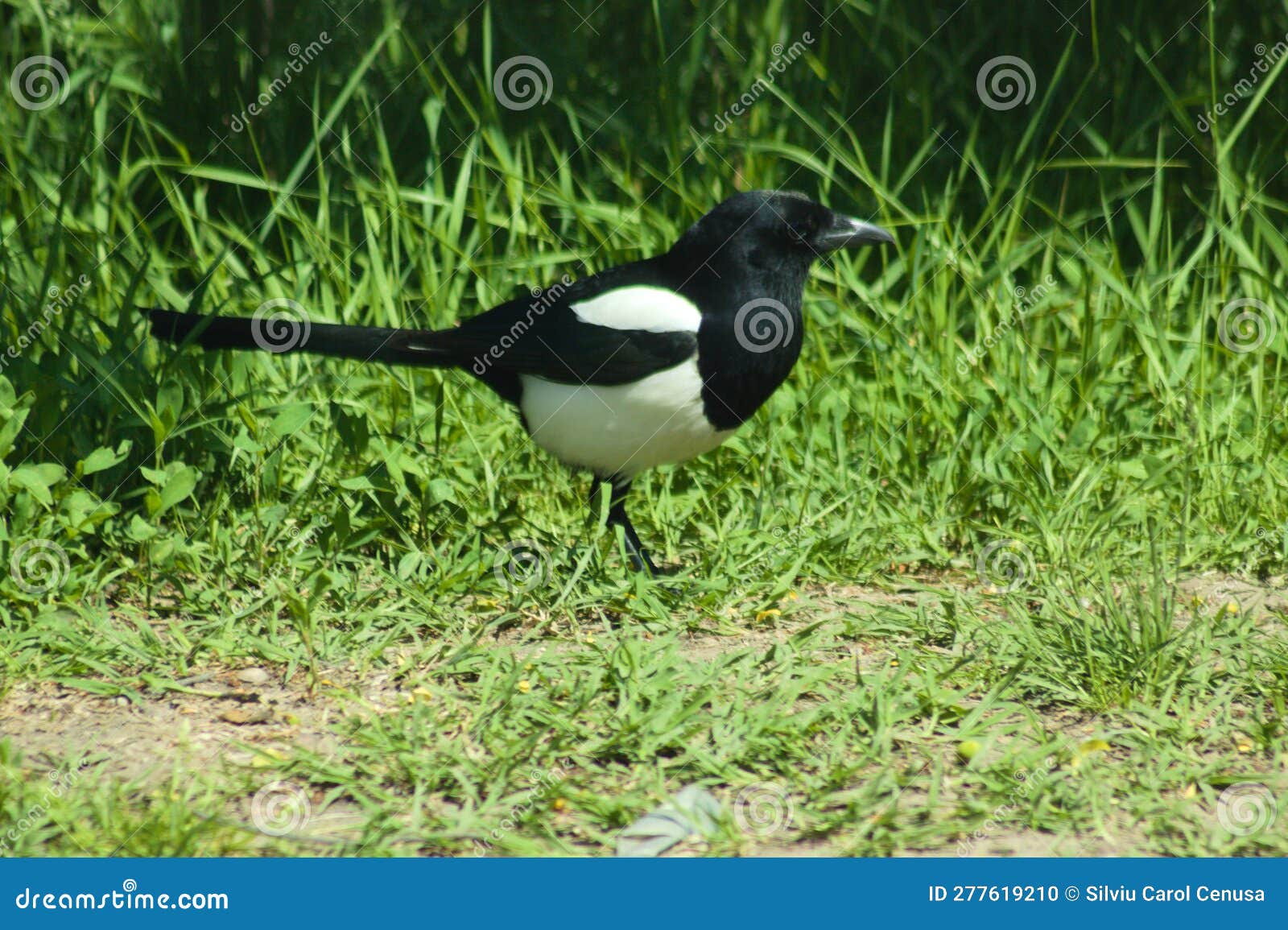 Magpie Crow Eats Food. Feathered Fauna Royalty-Free Stock Photography ...