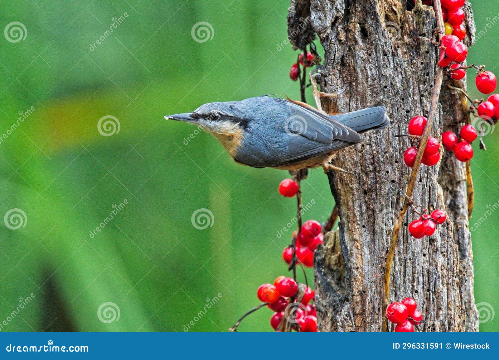 Closeup of a Eurasian Nuthatch Perched on the Branch with a Blurry ...