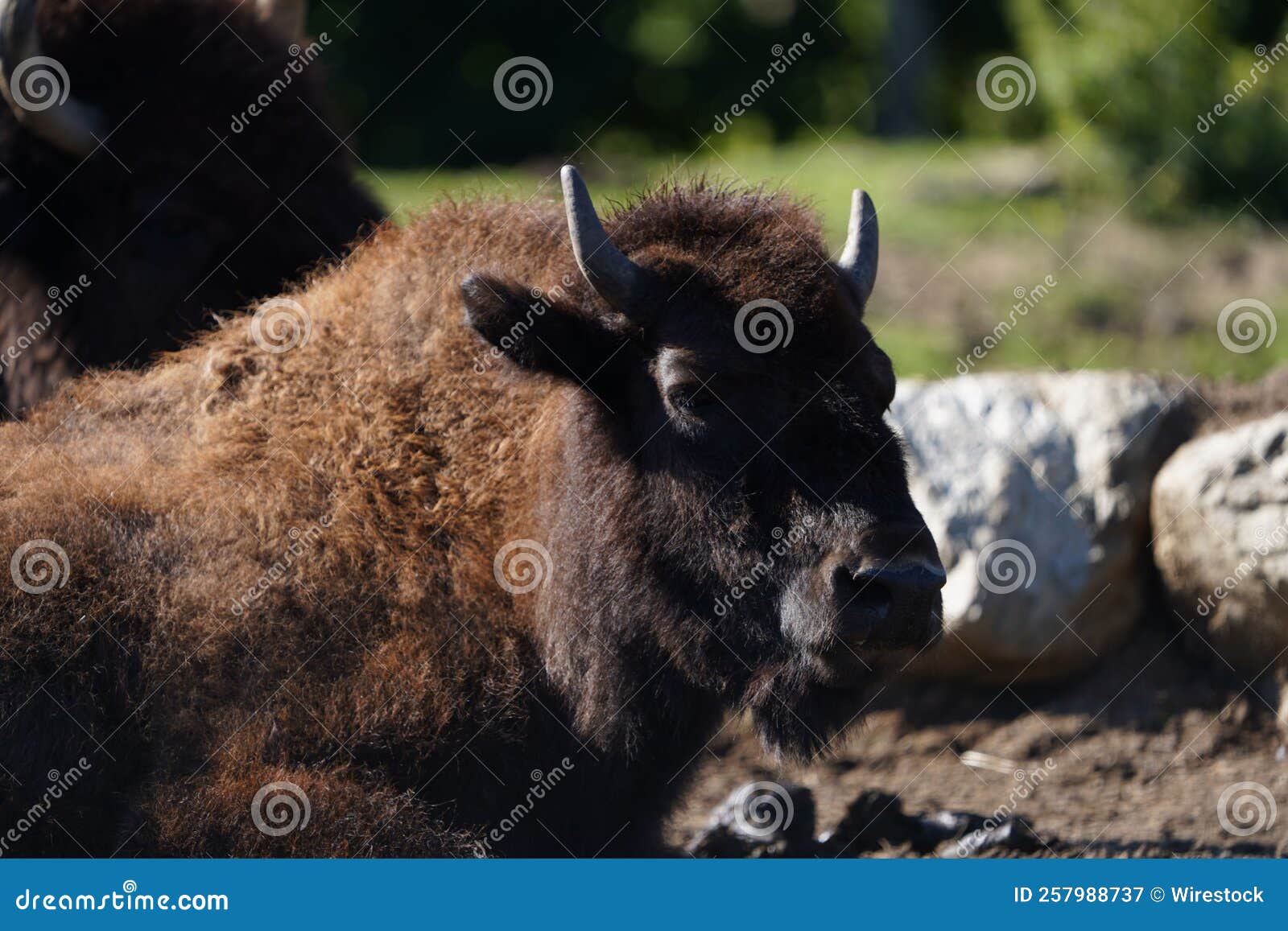 Closeup of a European Bison Looking at the Camera Stock Image - Image ...