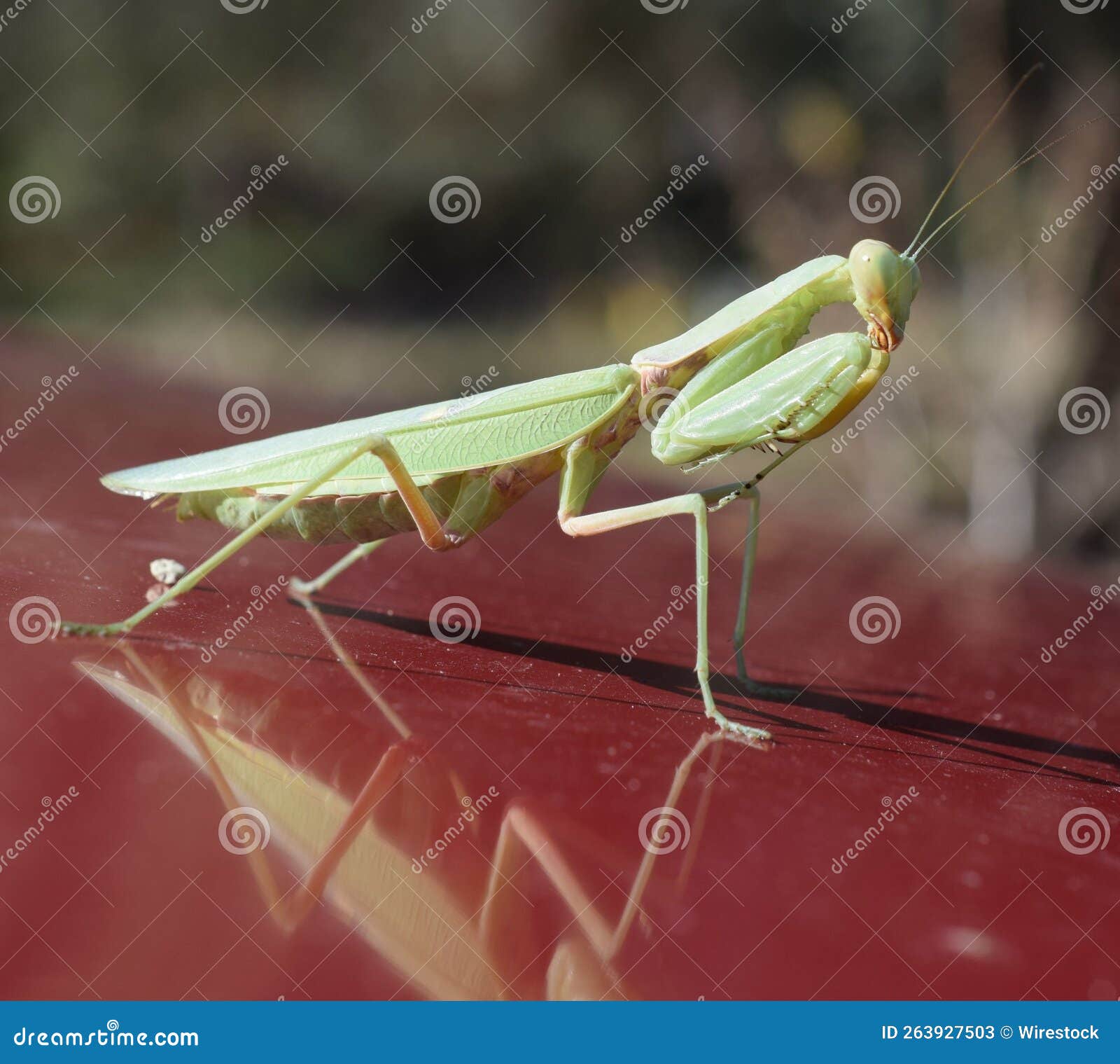 Closeup of a European Mantis on a Red Surface Stock Image - Image of ...