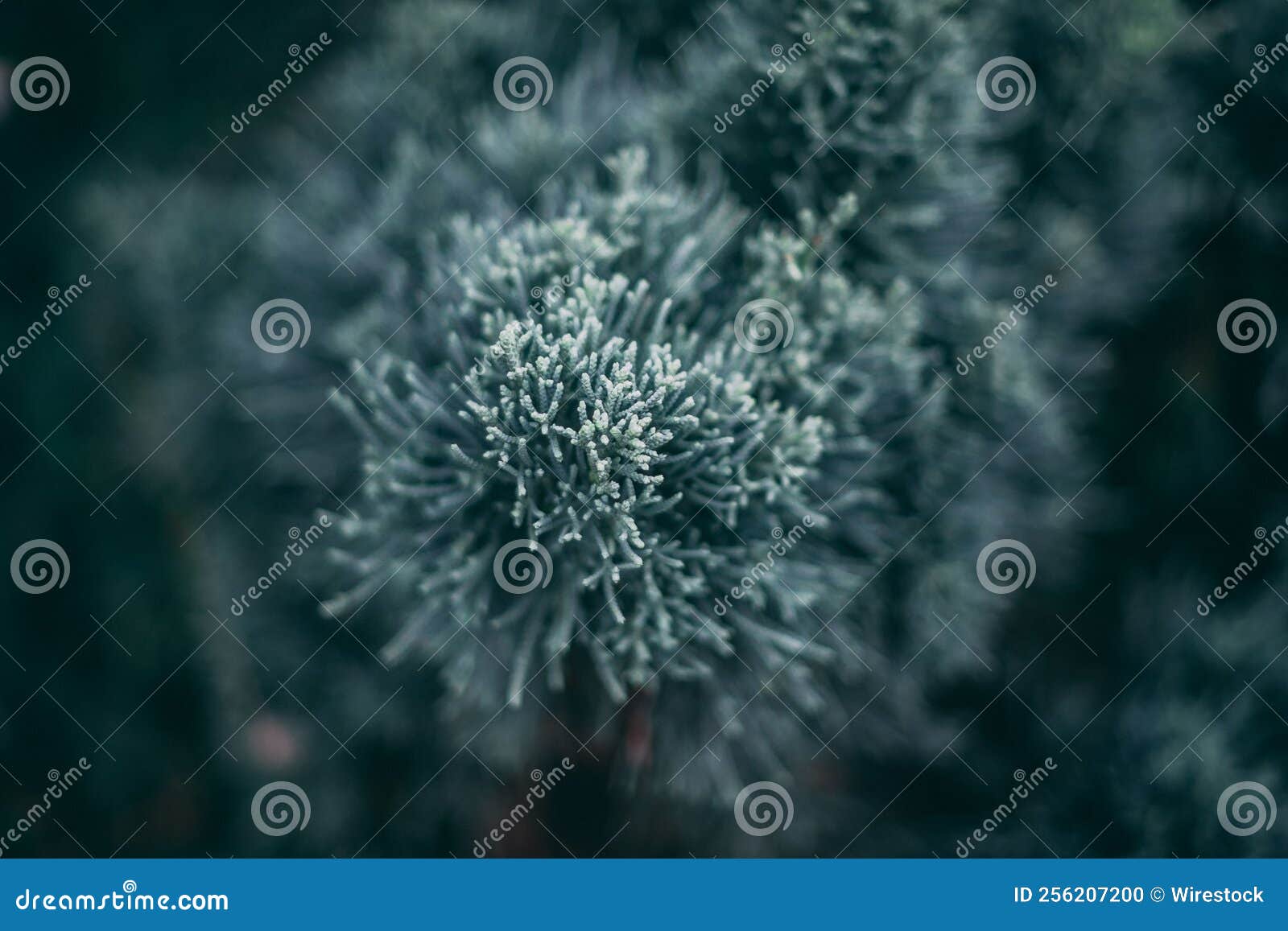 Closeup of an Evergreen Spruce Tree Top Stock Photo - Image of tree ...