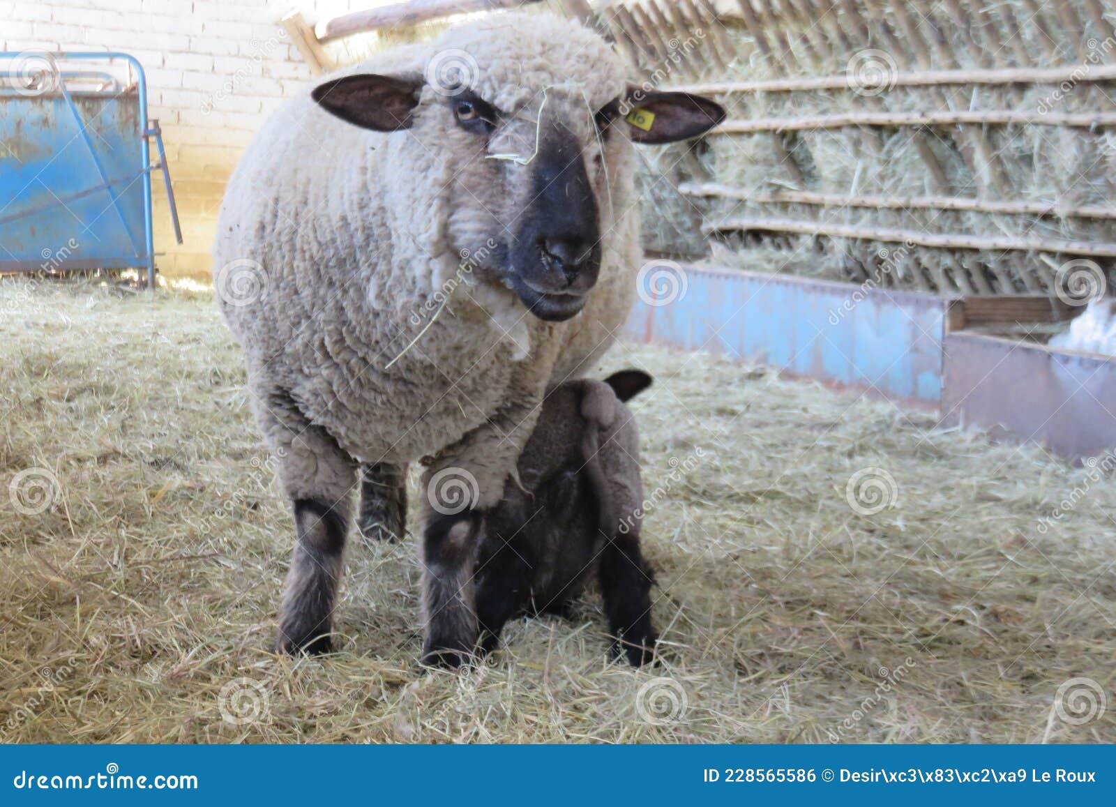 A Closeup of an Ewe Standing Looking Up while Her Lamb is Drinking from ...