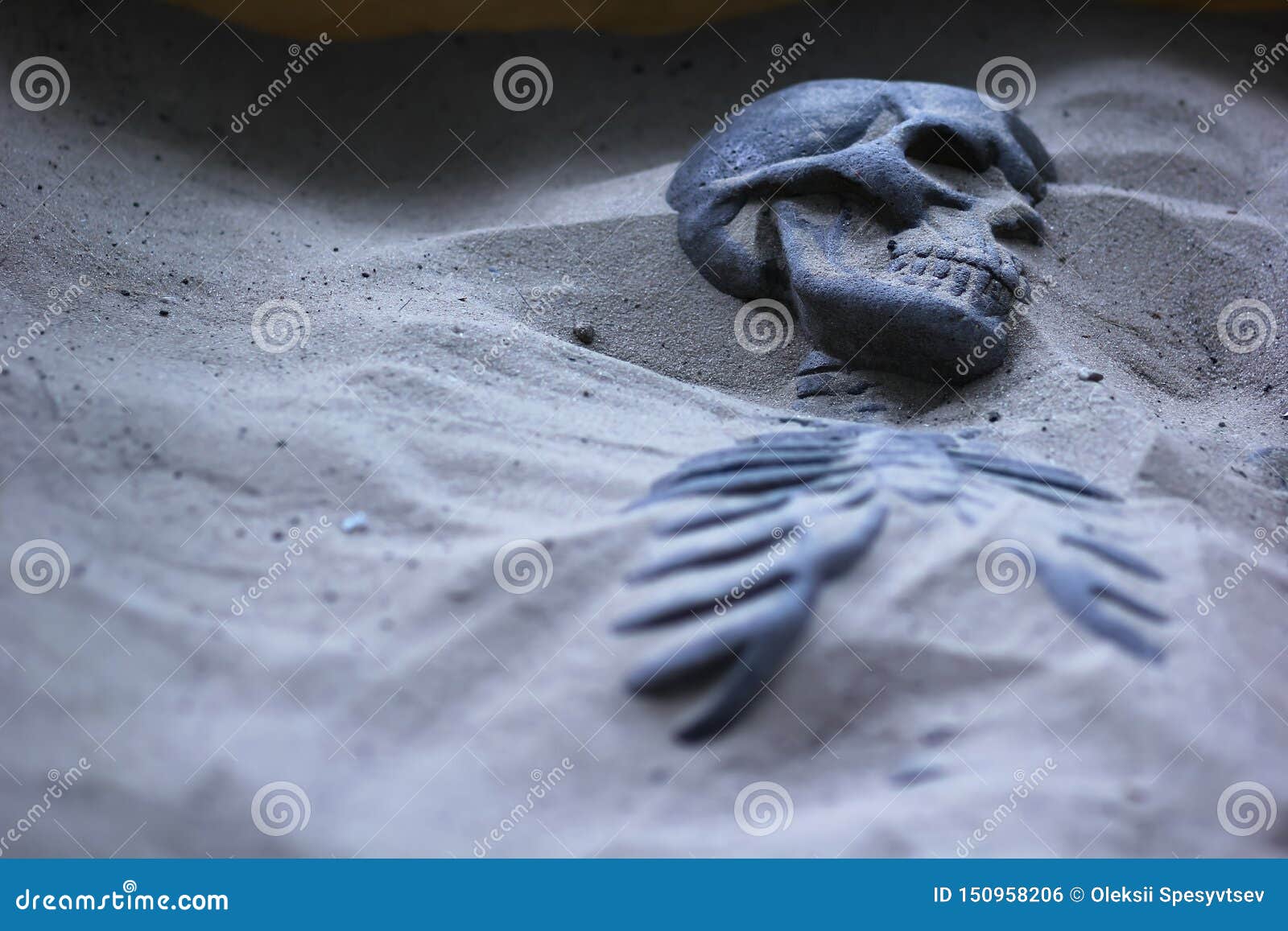 Excavated skeleton in sand stock photo. Image of bones - 150958206