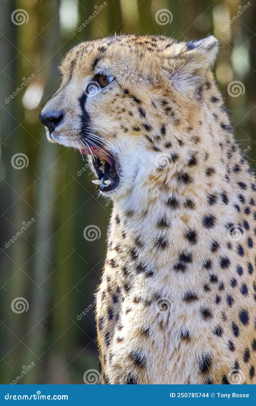 Excited Cheetah stock photo. Image of face, animal, wild - 250785744