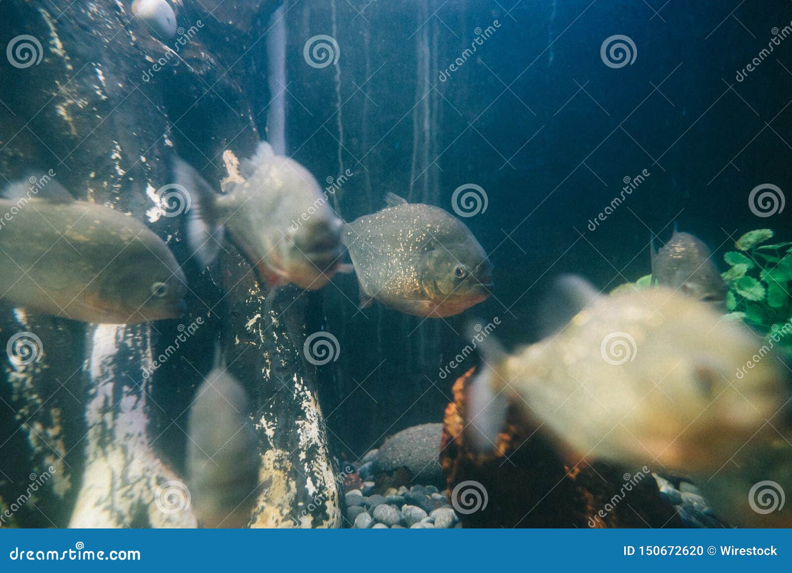 Freshwater Polyps Under The Microscope Royalty-Free Stock Image ...