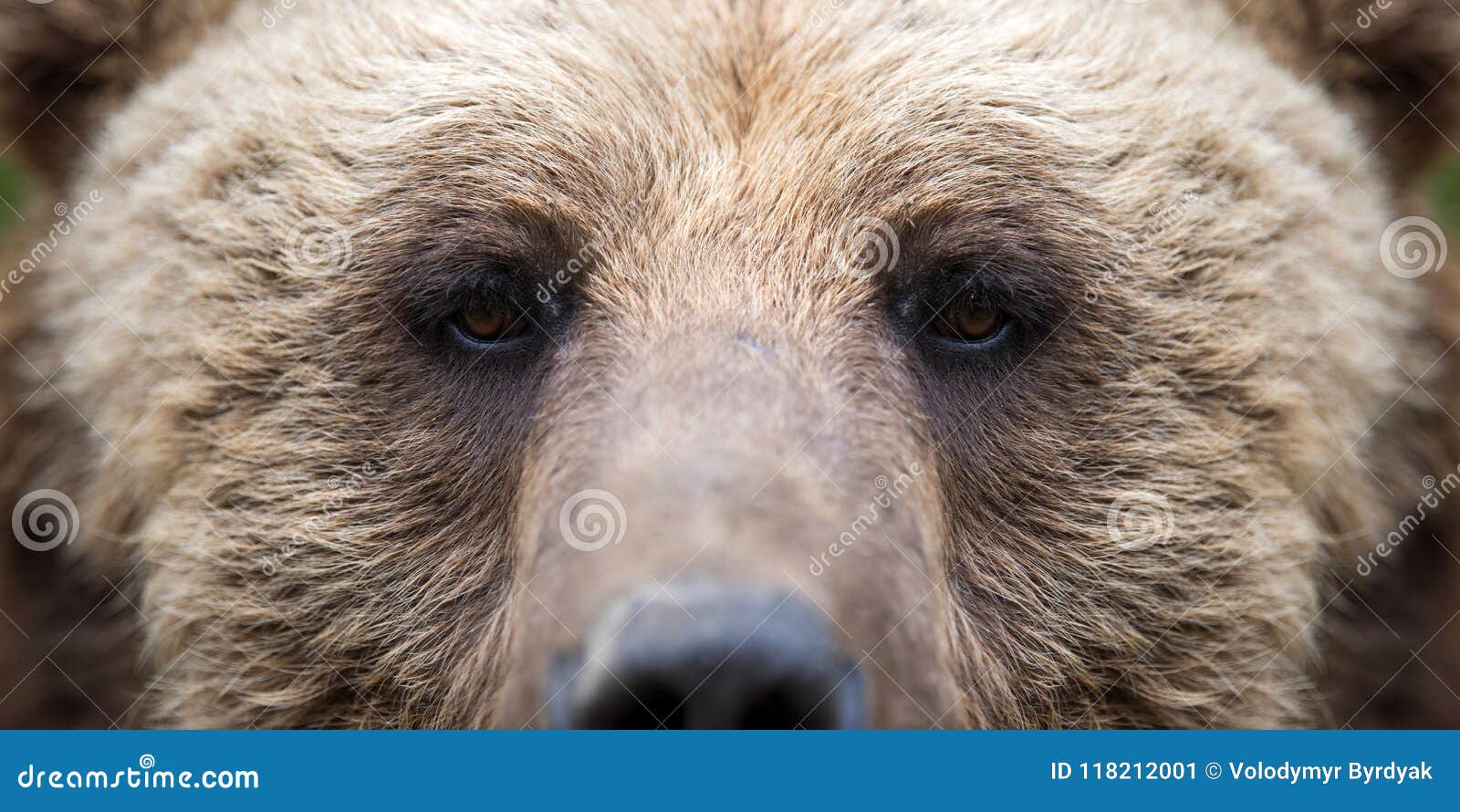 Closeup of the Eye of a Bear Stock Image - Image of hair, alaska: 118212001