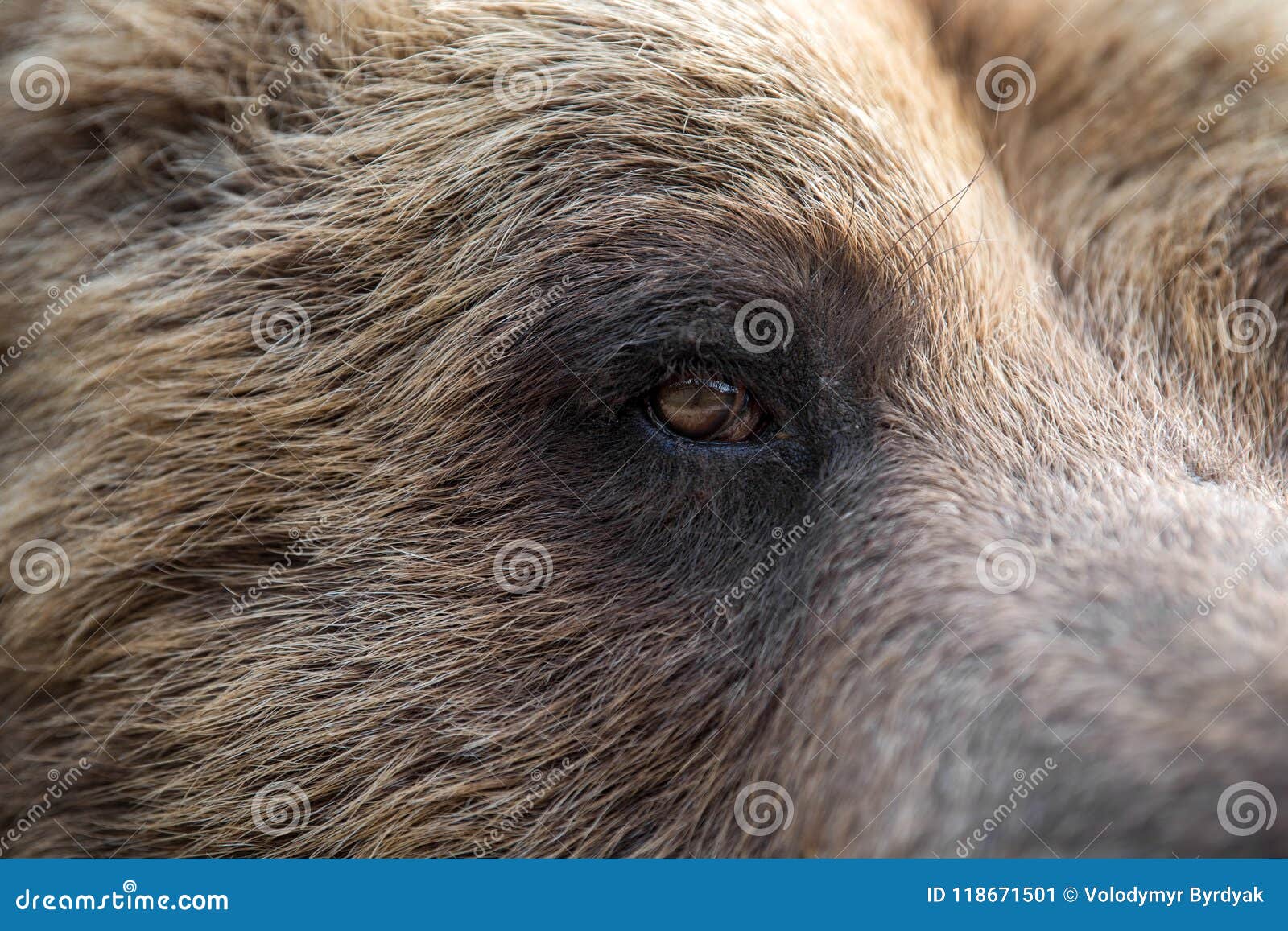 Closeup of the Eye of a Bear Stock Image - Image of black, cute: 118671501