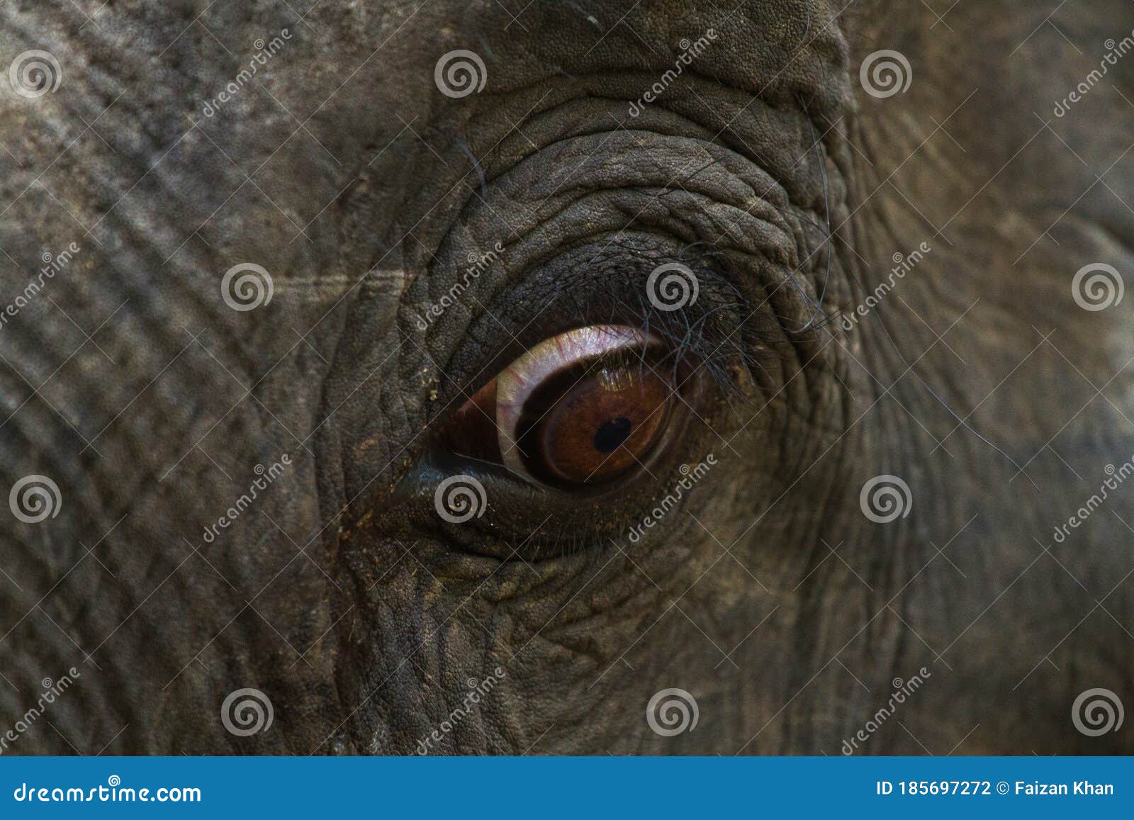 Closeup of the Eye of an Elephant Stock Photo - Image of park, cute ...